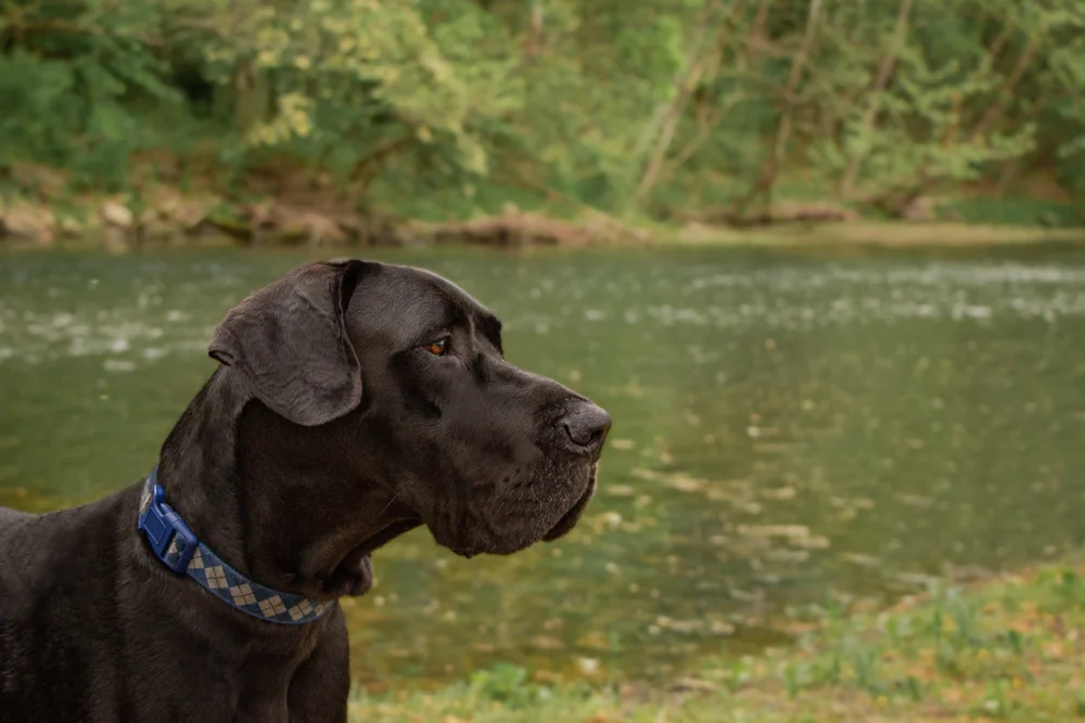 Maria Sorensen | Short but Sweet Life — Tails of the World