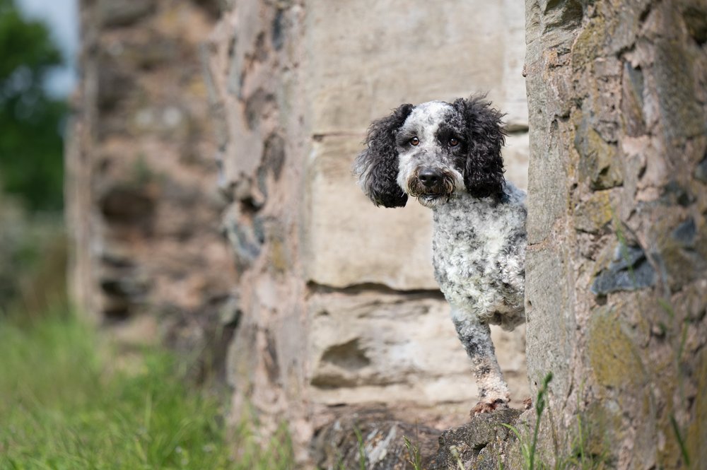 Gemma Calderon | Gemma Calderon Dog Photography — Tails of the World