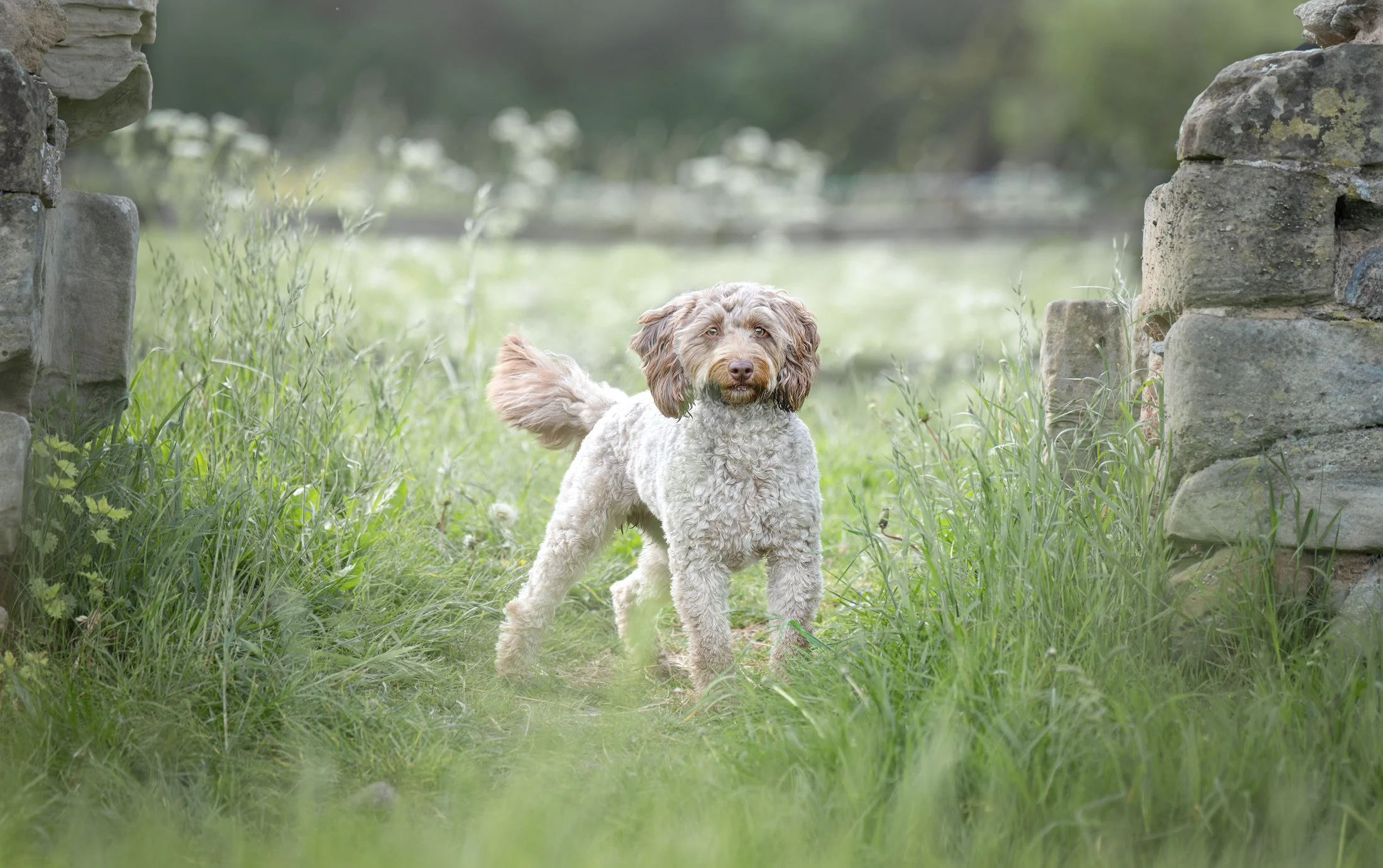 Gemma Calderon | Gemma Calderon Dog Photography — Tails of the World