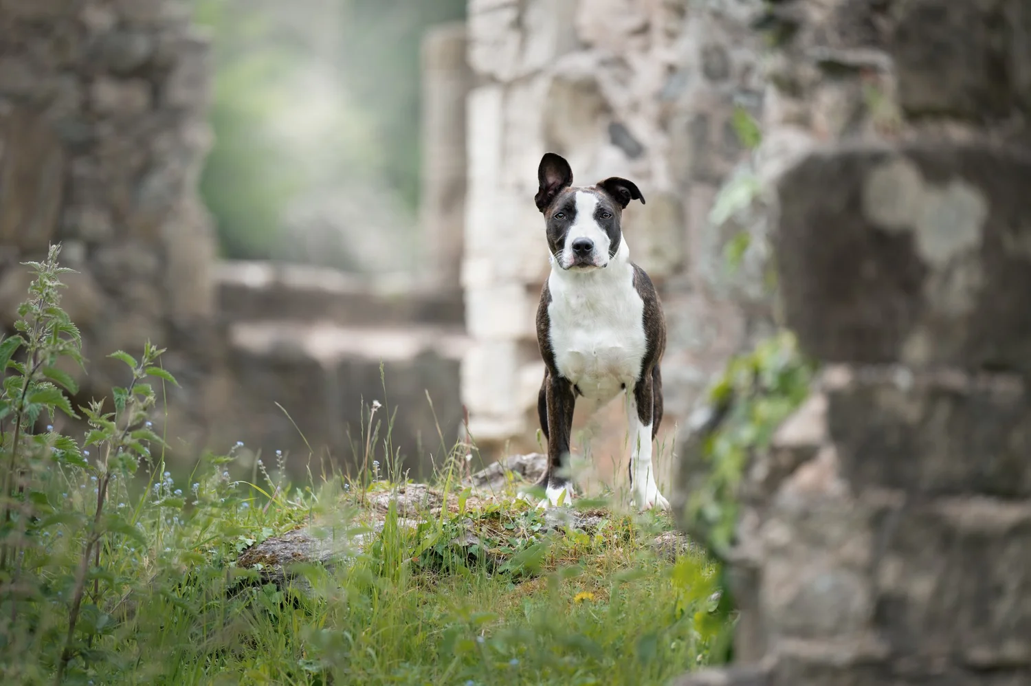 Gemma Calderon | Gemma Calderon Dog Photography — Tails of the World