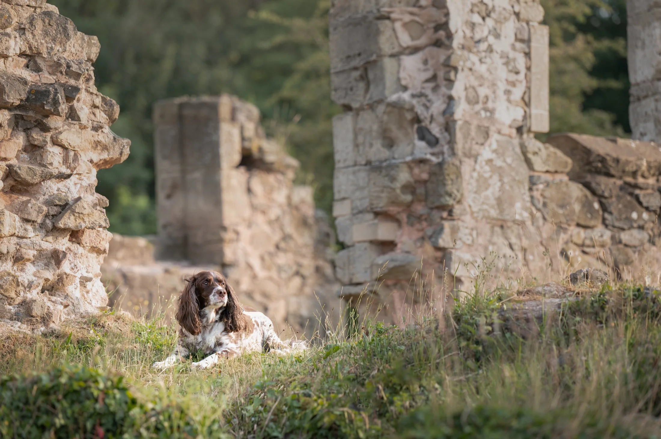 Gemma Calderon | Gemma Calderon Dog Photography — Tails of the World