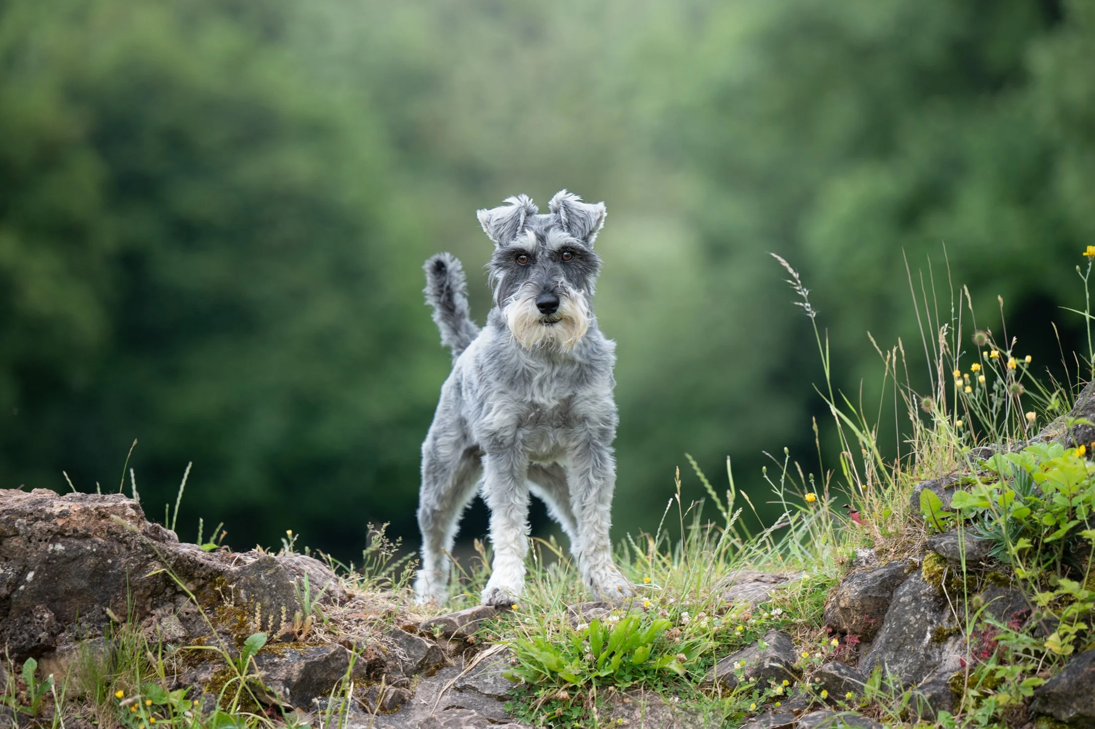 Gemma Calderon | Gemma Calderon Dog Photography — Tails of the World