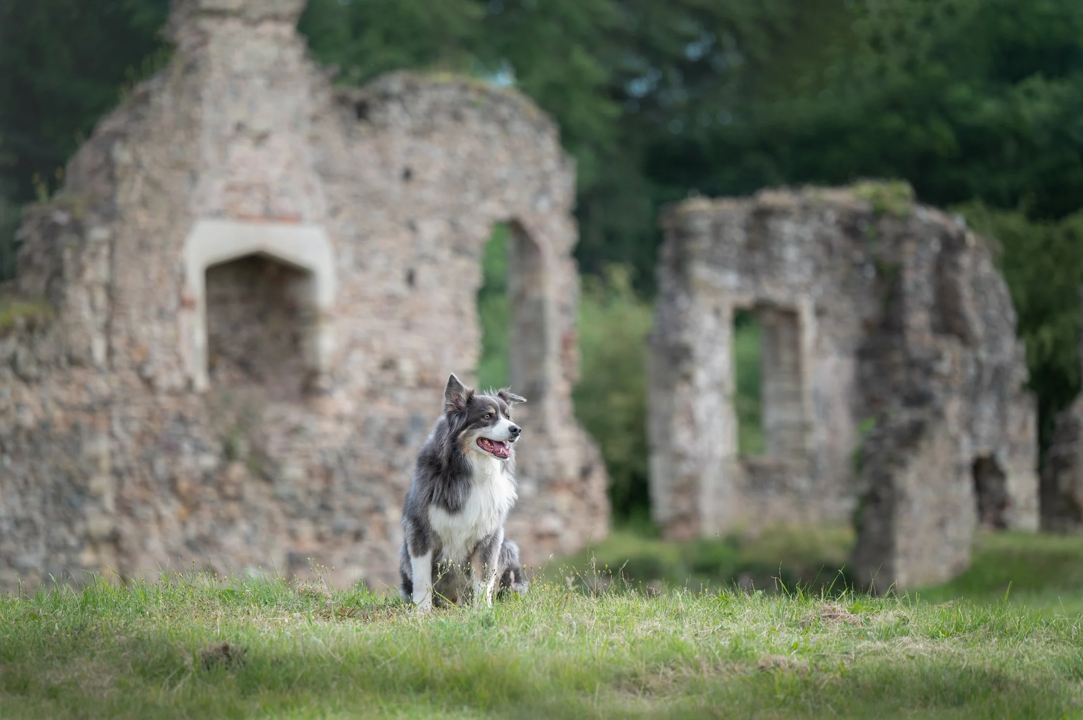 Gemma Calderon | Gemma Calderon Dog Photography — Tails of the World