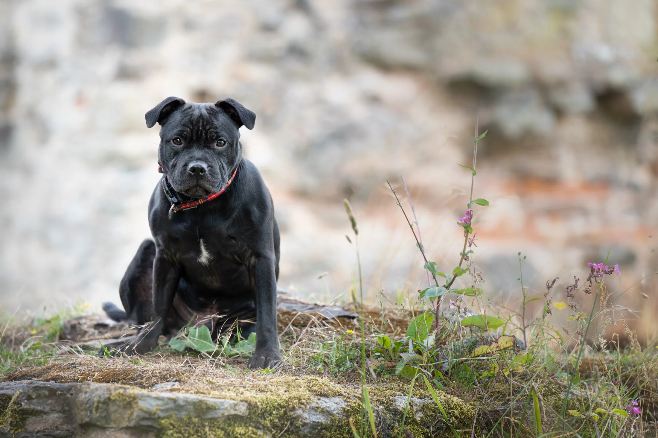 Gemma Calderon | Gemma Calderon Dog Photography — Tails of the World