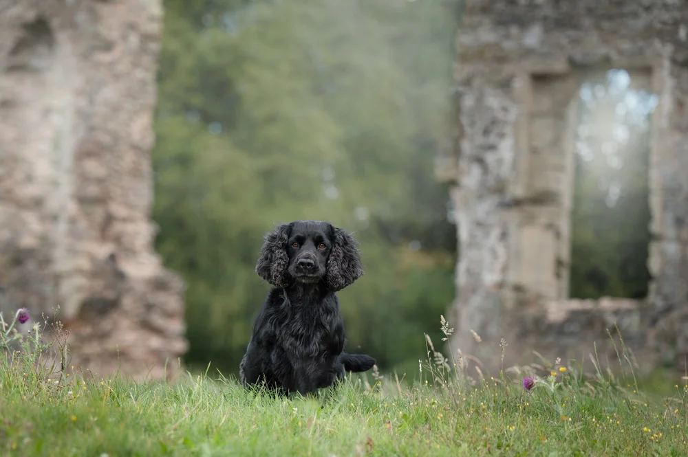 Gemma Calderon | Gemma Calderon Dog Photography — Tails of the World