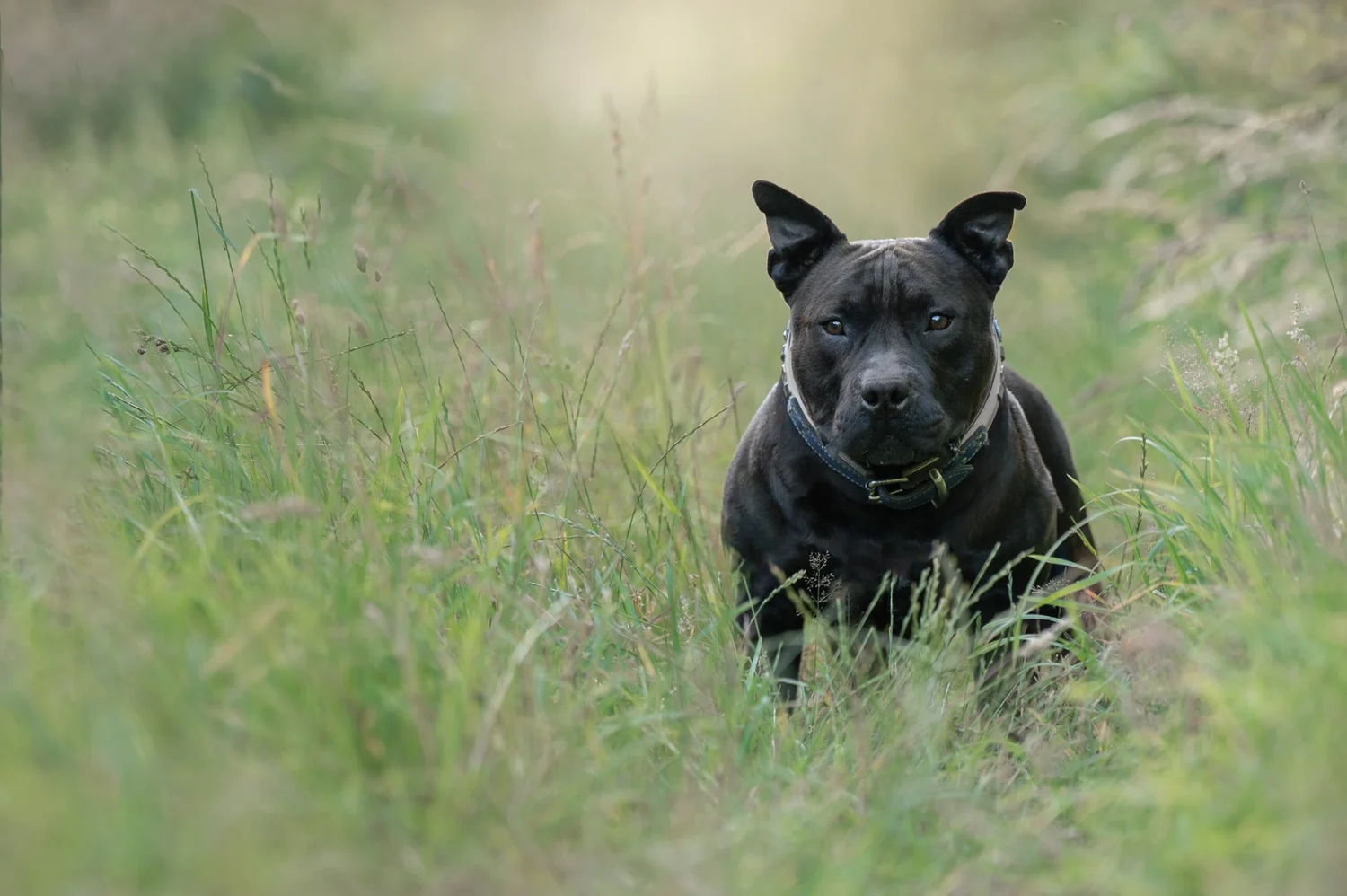 Gemma Calderon | Gemma Calderon Dog Photography — Tails of the World