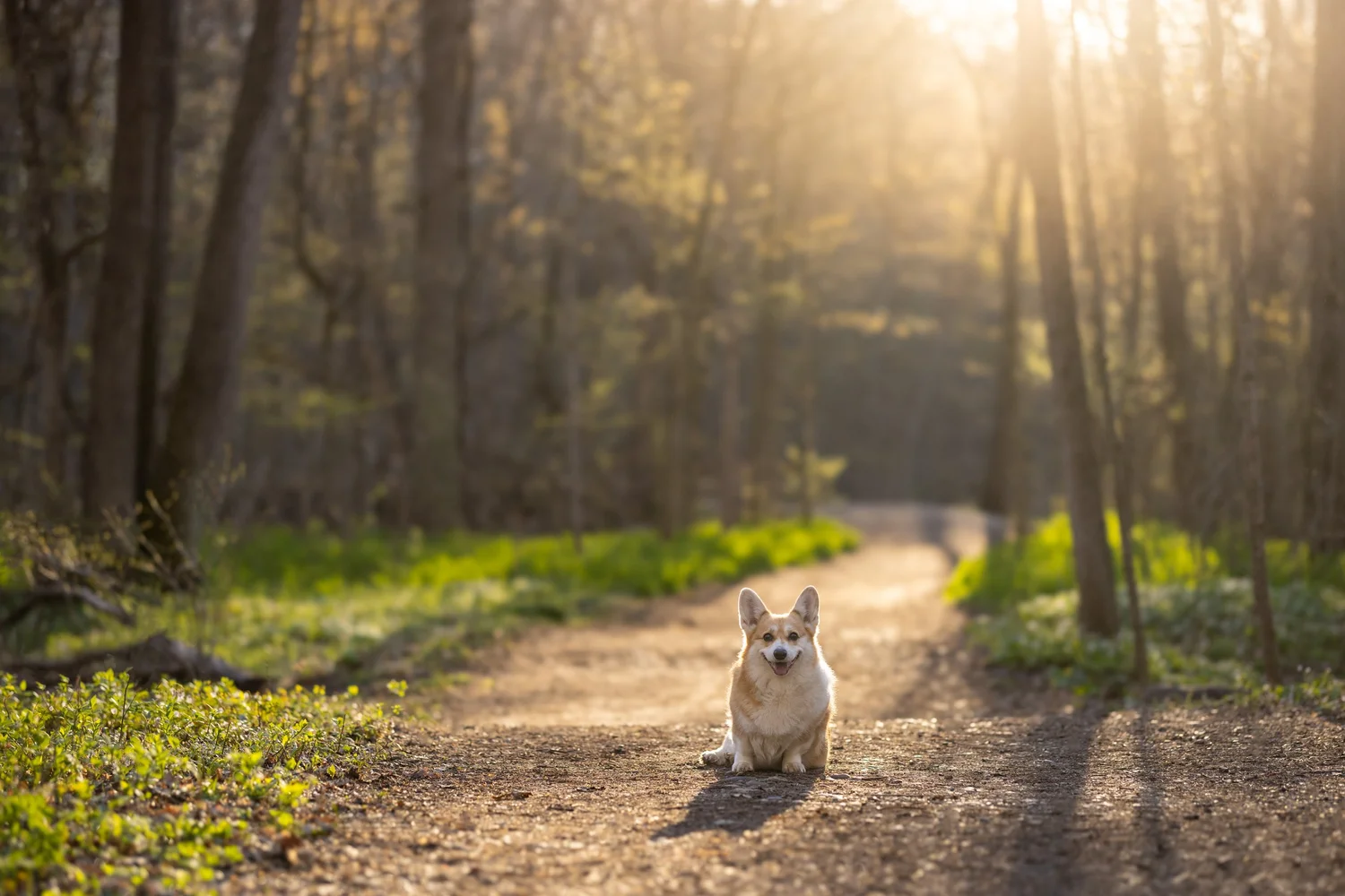 Jennifer McCallum | Firefly Pet Photography — Tails of the World