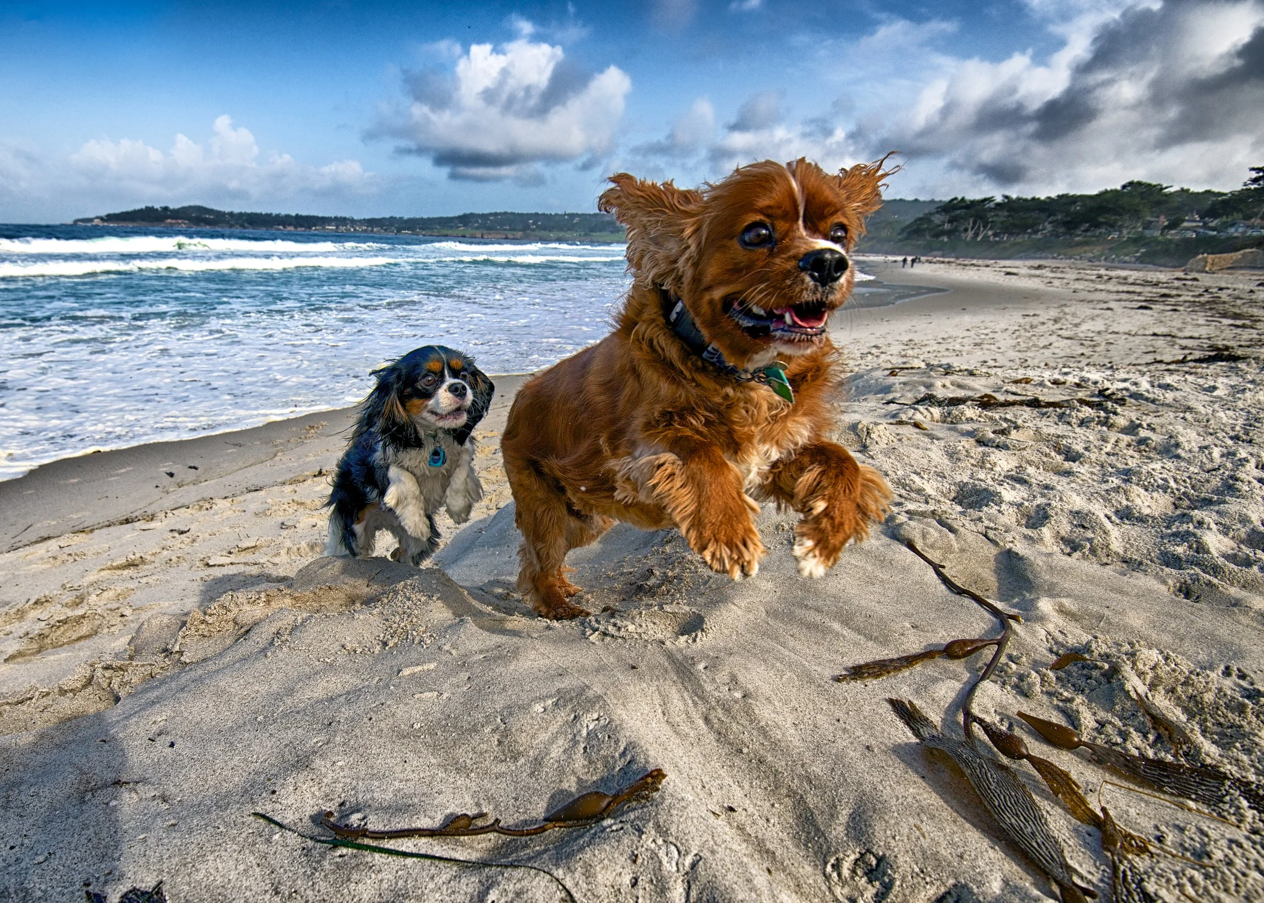 Tim van den Berg | Paws and Prints — Tails of the World