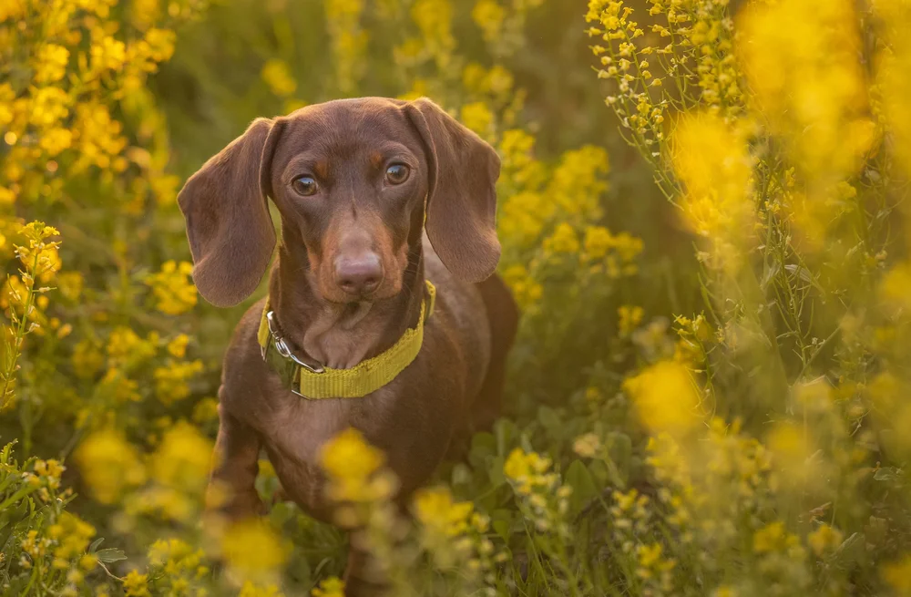 Jennifer McCallum | Firefly Pet Photography — Tails of the World
