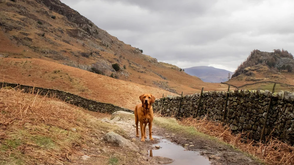 Steph Alexander | Smalls & Talls — Tails of the World