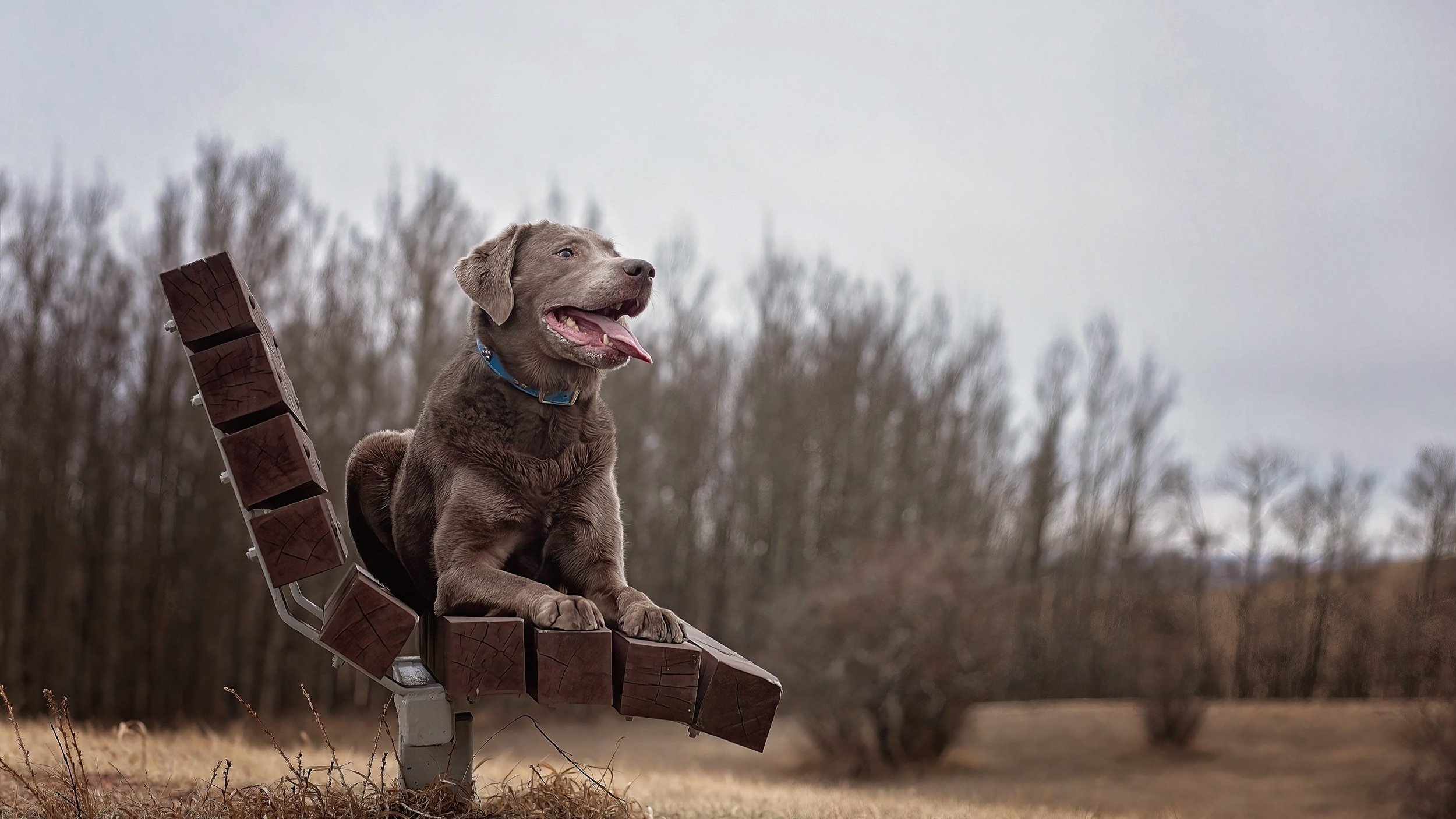 Jennifer Dooley | Heads and Tails Photography — Tails of the World