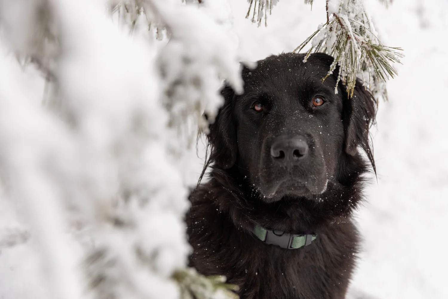 Jennifer McCallum | Firefly Pet Photography — Tails of the World