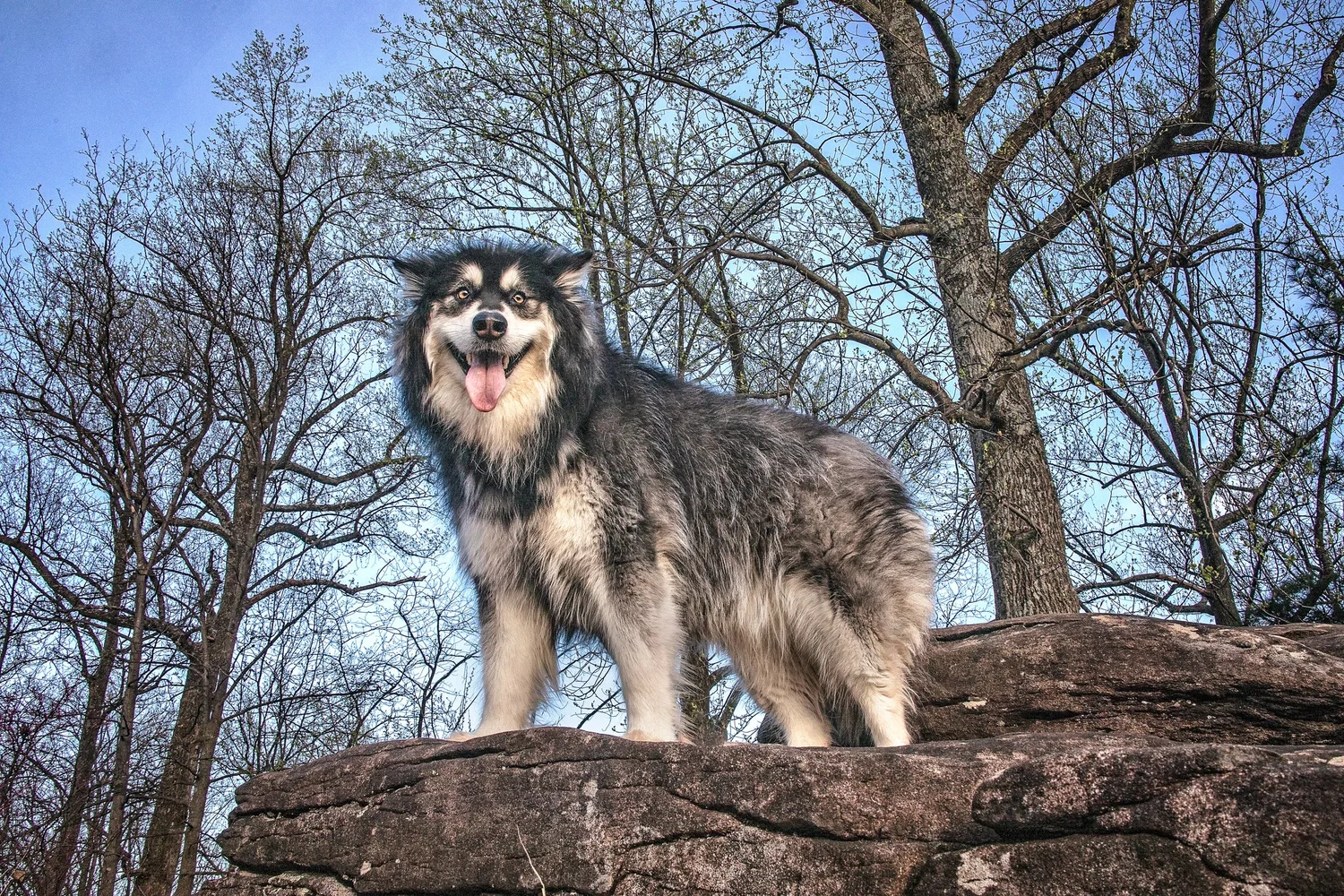 Carol Arscott | Carol Arscott Photography — Tails of the World