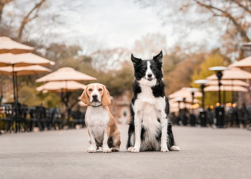 Nicole Moyer | Sweet Ellie Photography — Tails of the World