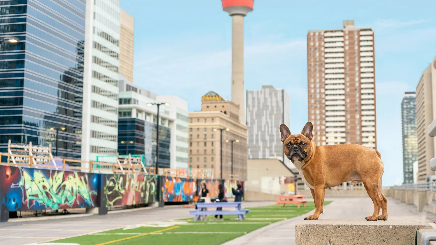 Heidi Grace | Heidi Grace Pet Portraiture — Tails of the World