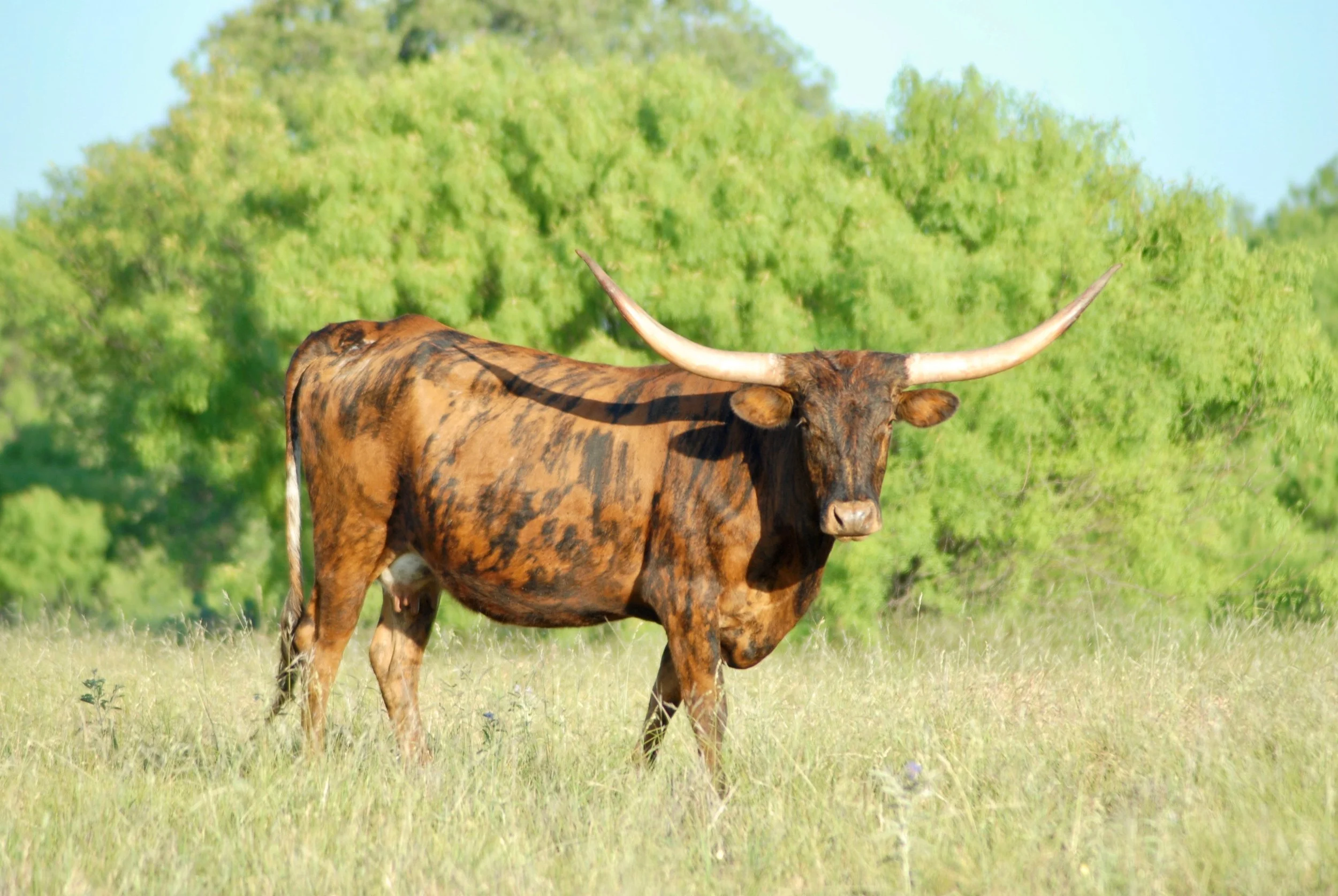 Ash III - Texas Longhorns