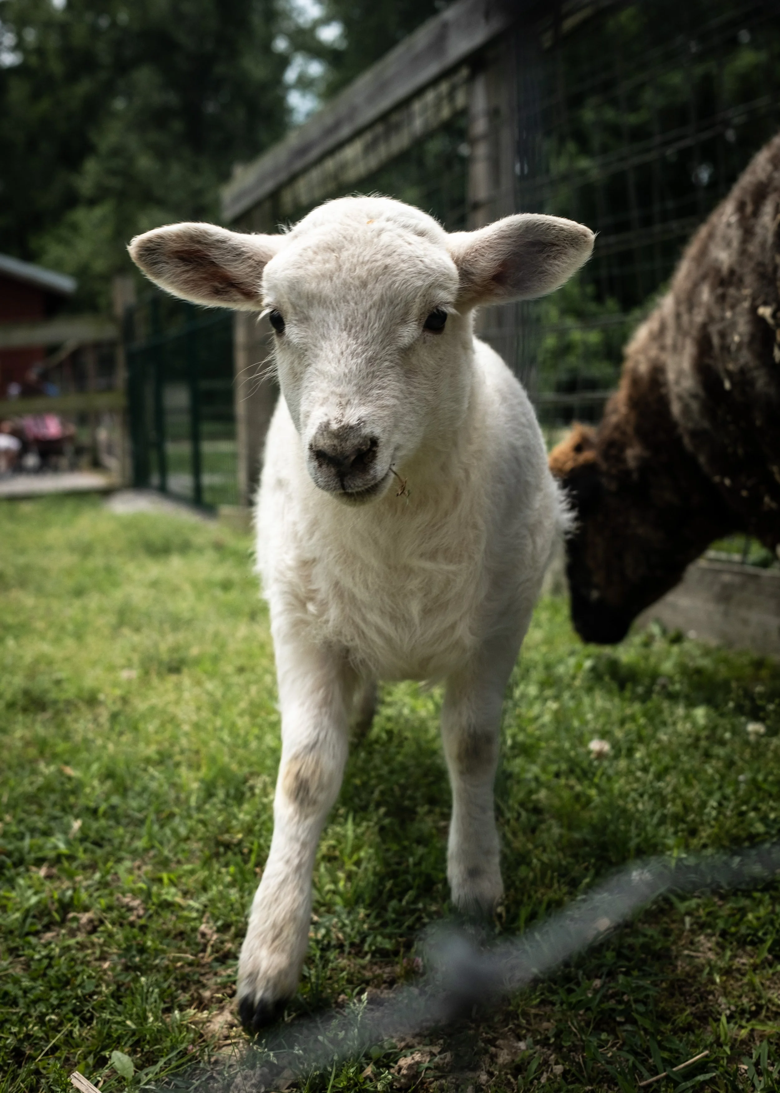 Overview — LAVENDER FLOUR