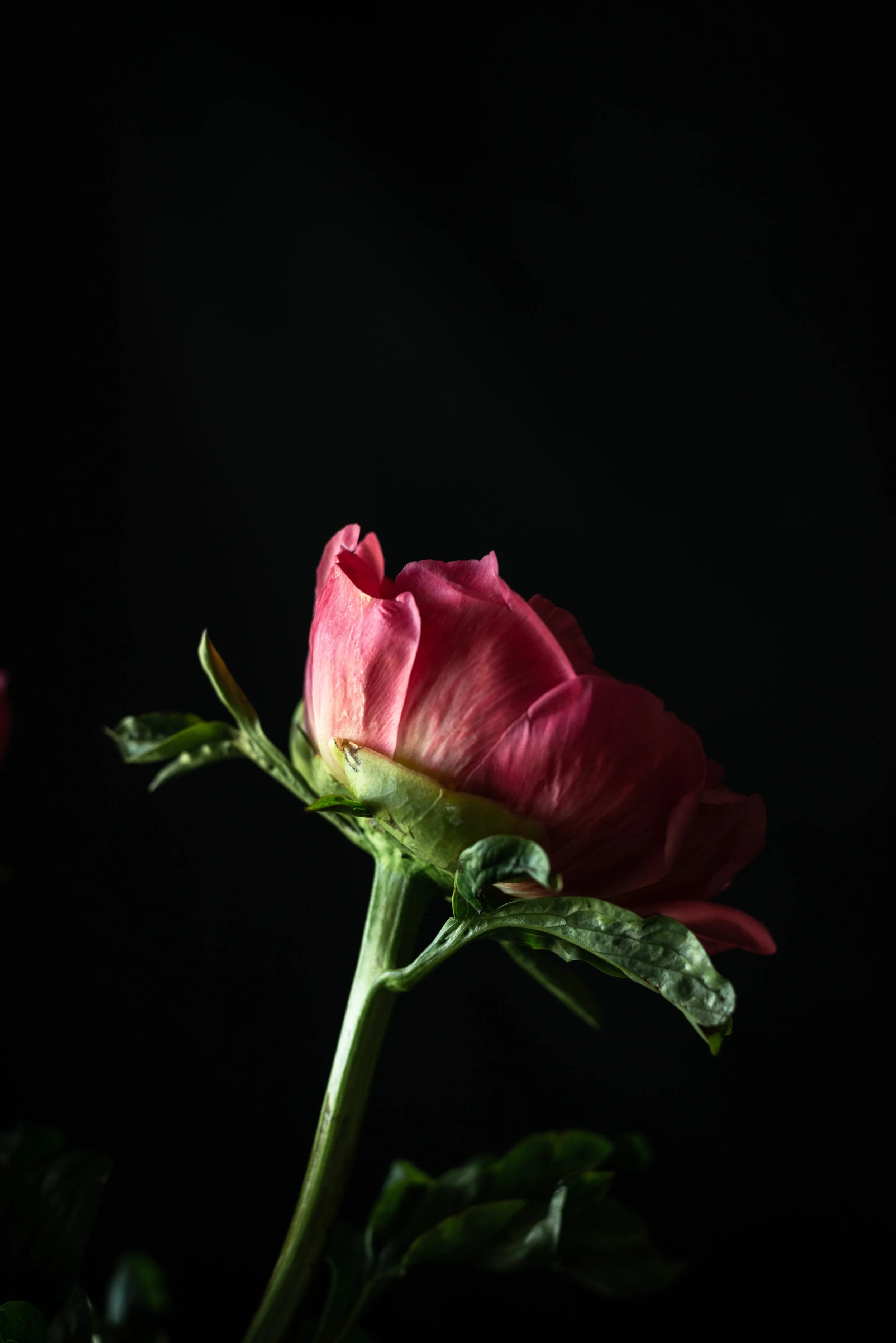 Overview — LAVENDER FLOUR