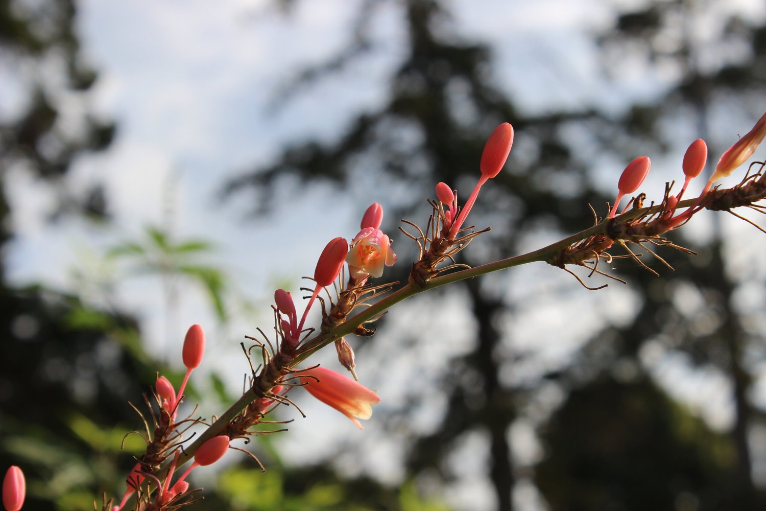Botanic Beet: Escape to the Xeriscape — Tulsa Garden Center