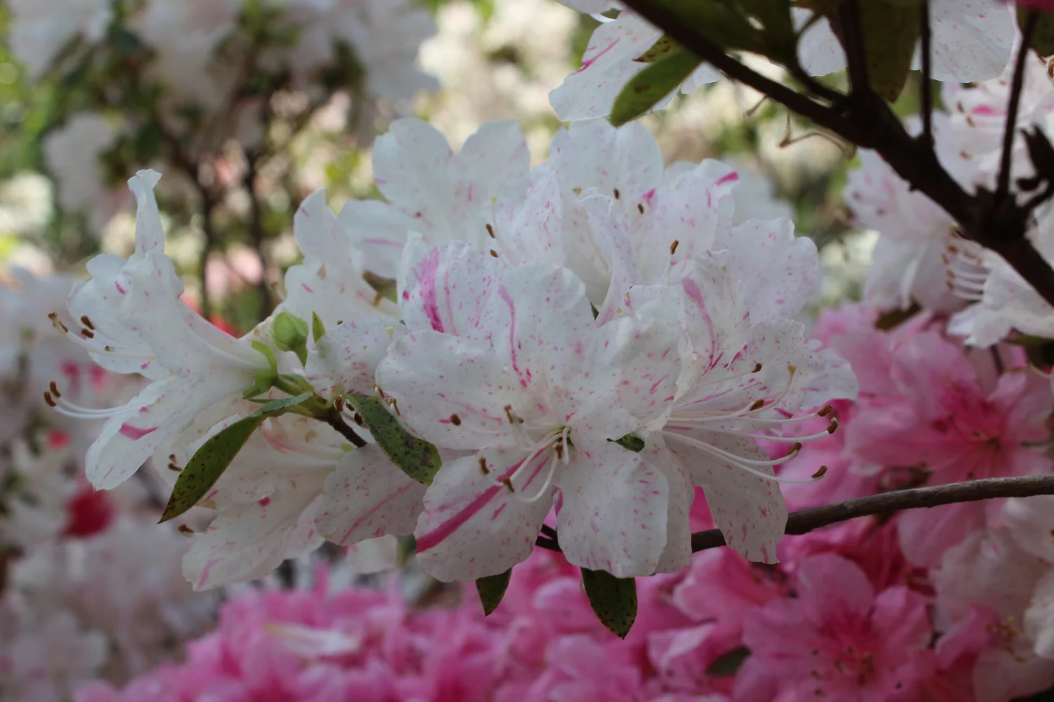 Botanic Beet: An Azalea for All — Tulsa Garden Center