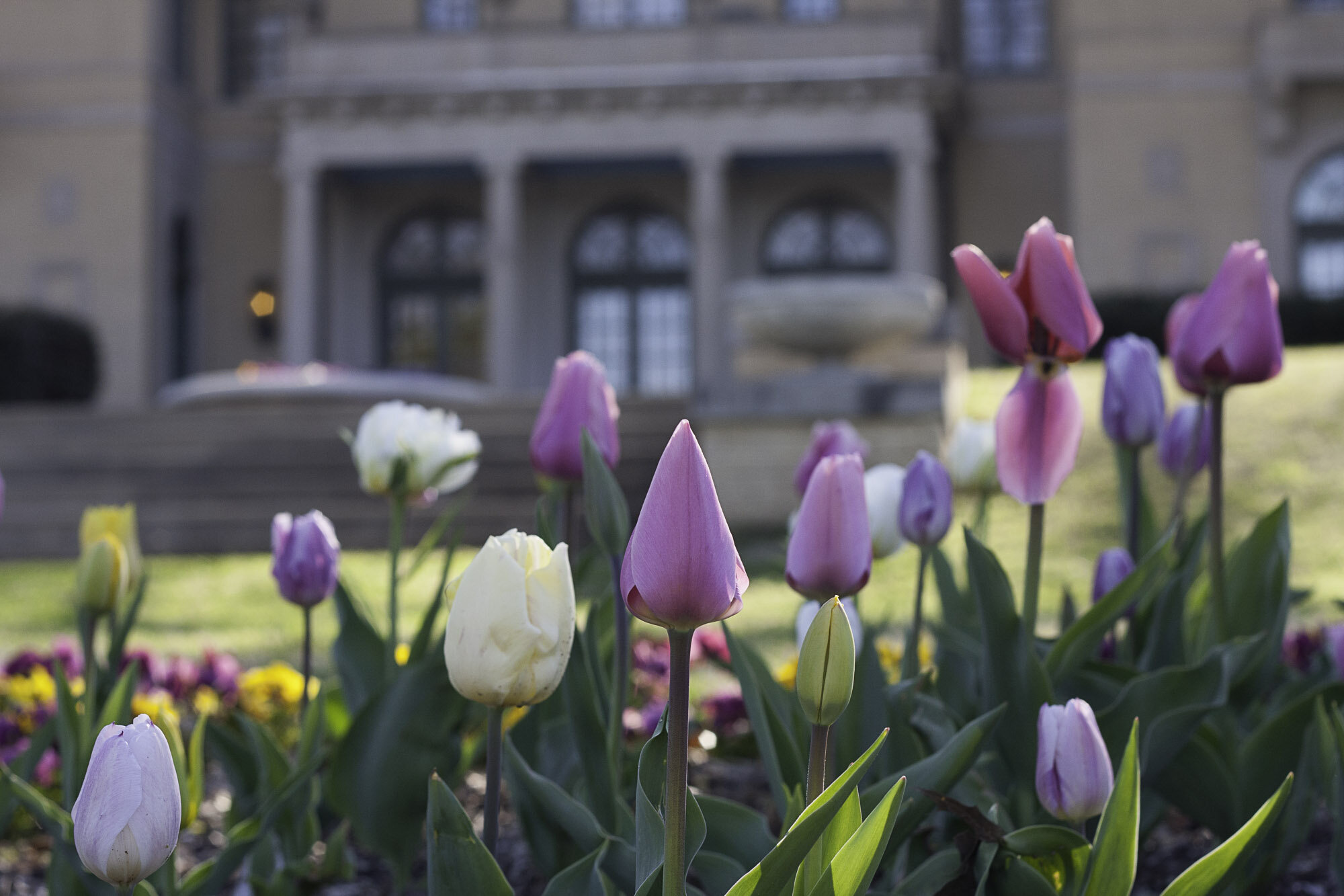 SpringFest — Tulsa Garden Center