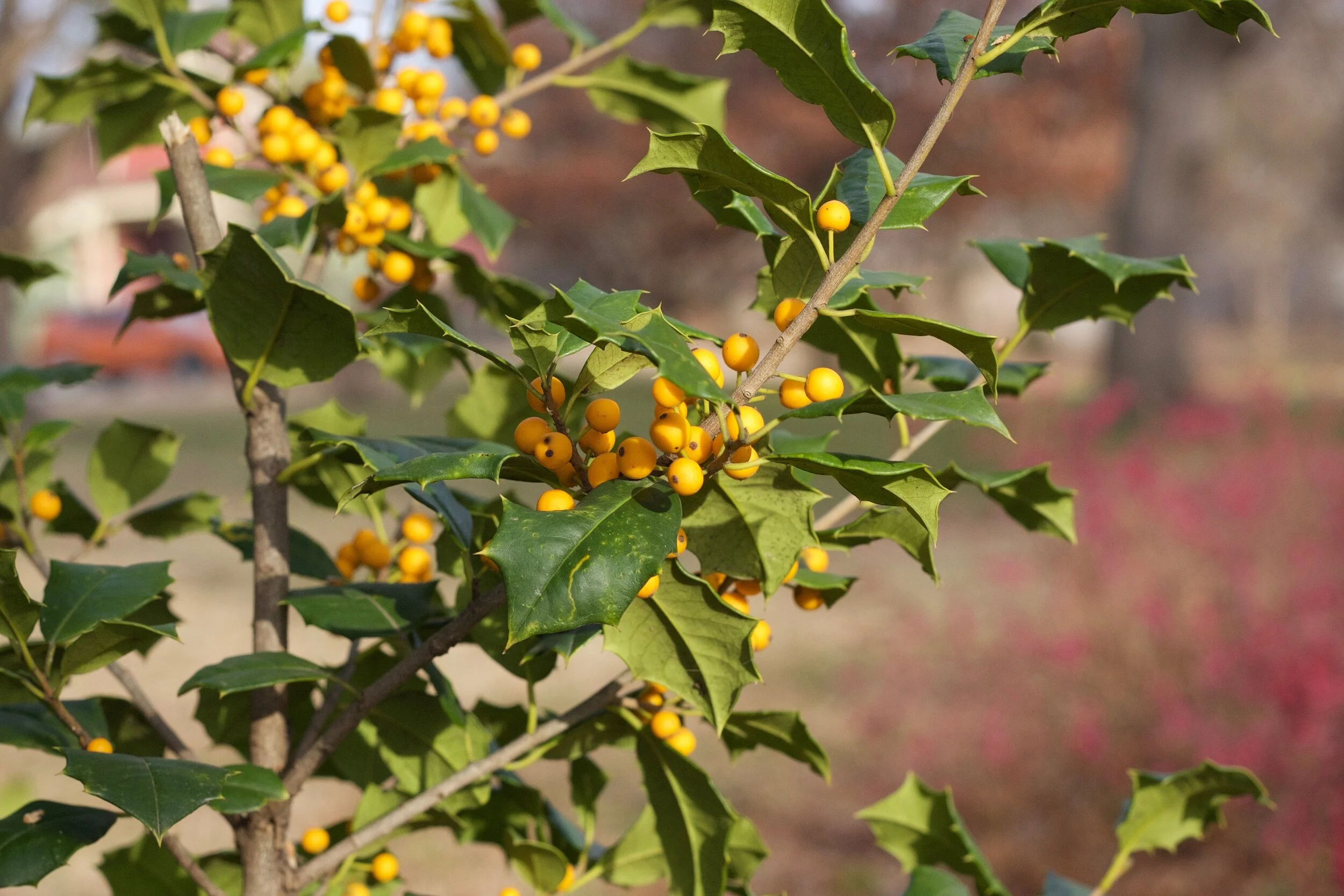 Tulsa Arboretum — Tulsa Garden Center