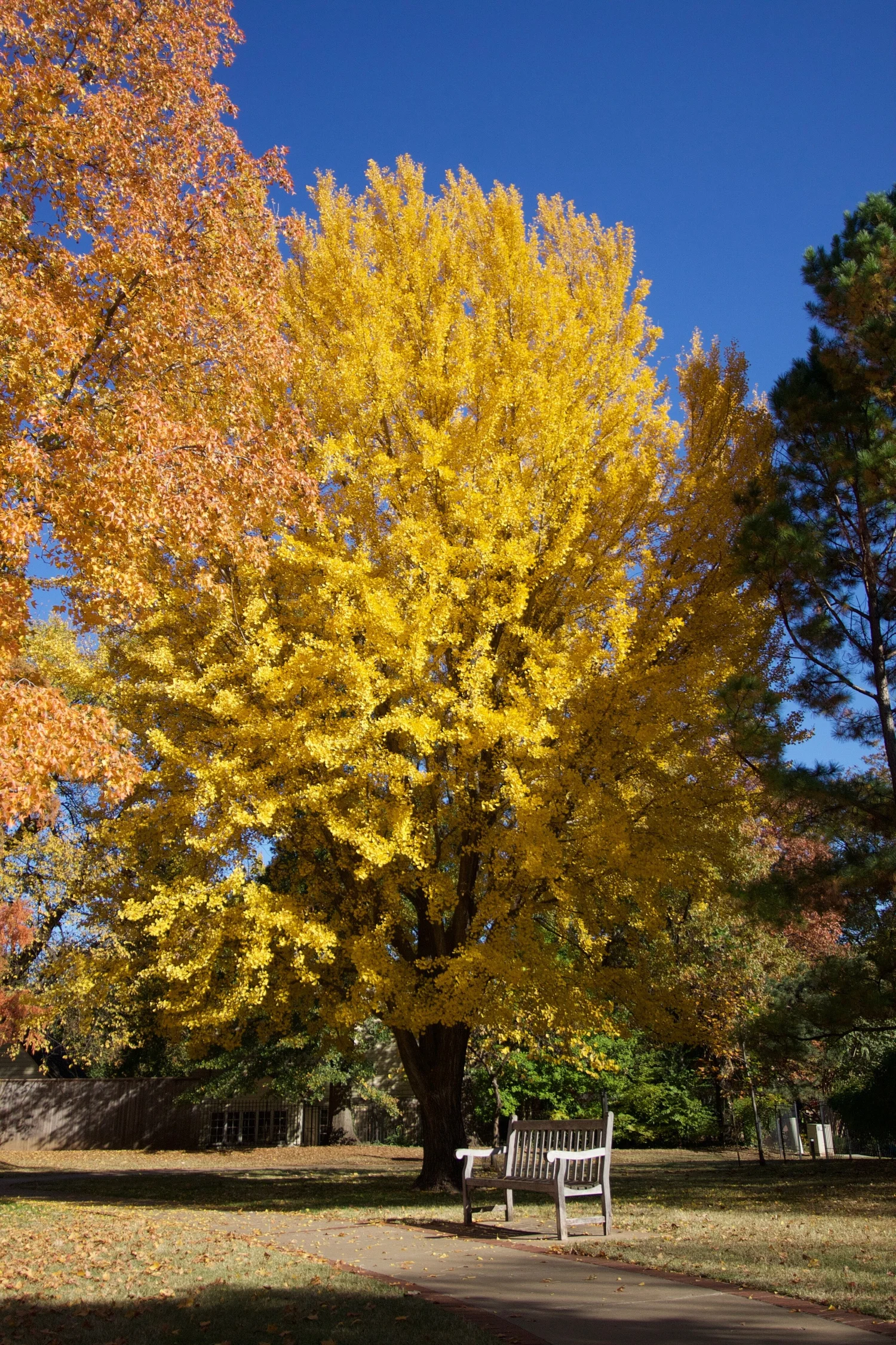 Tulsa Arboretum — Tulsa Garden Center
