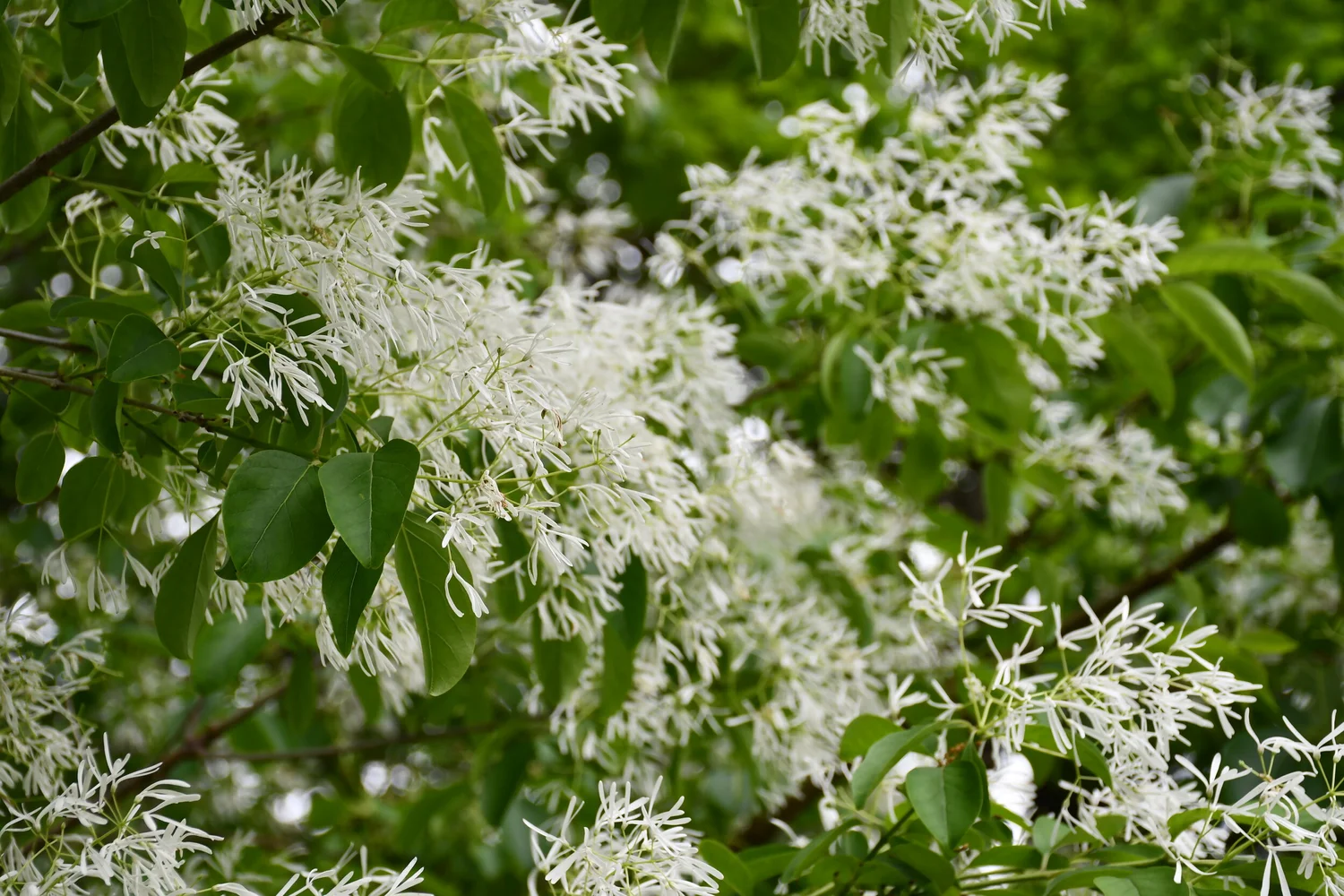 Tulsa Arboretum — Tulsa Garden Center