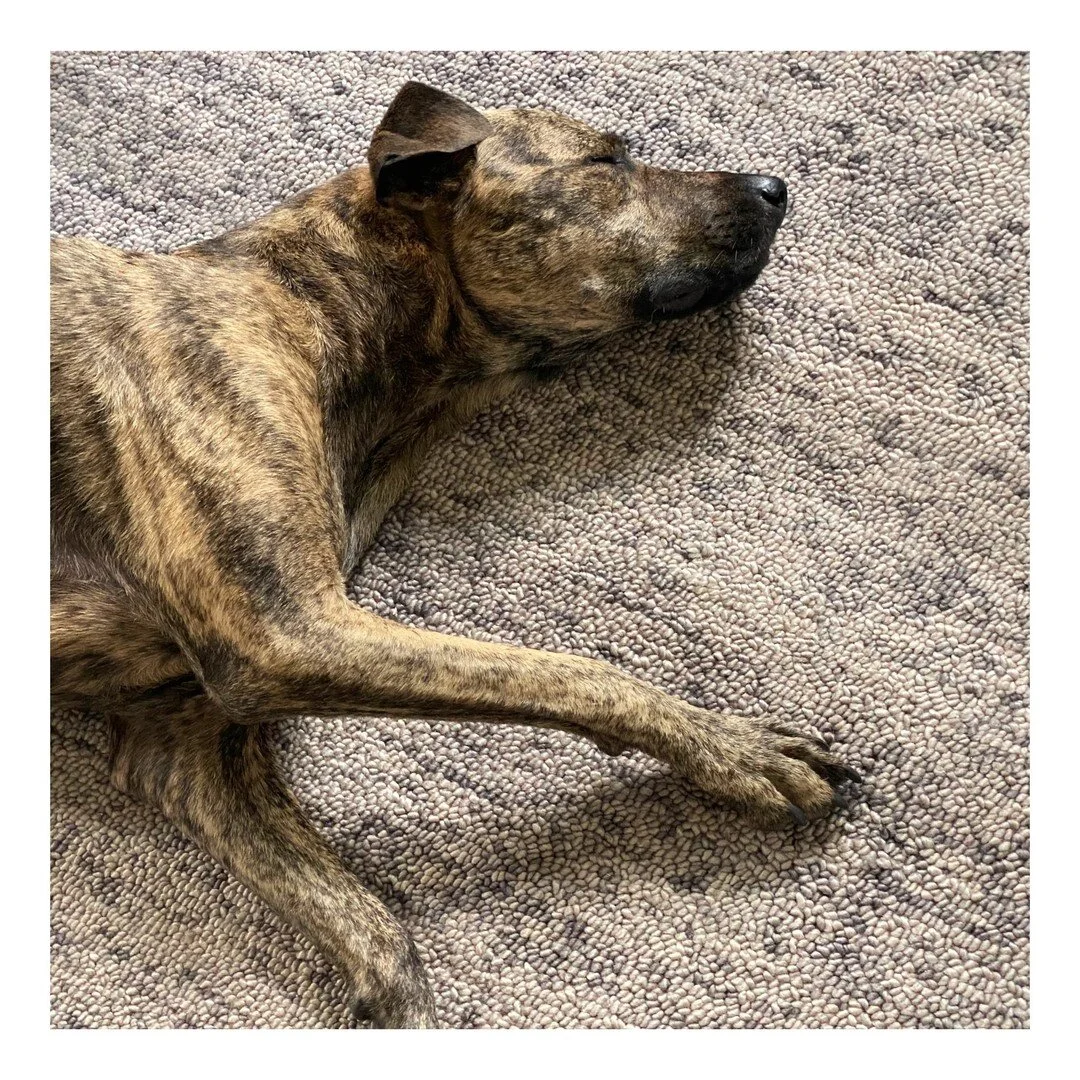 100% Pure New Zealand wool rugs. Goodweave certified, sustainable ...