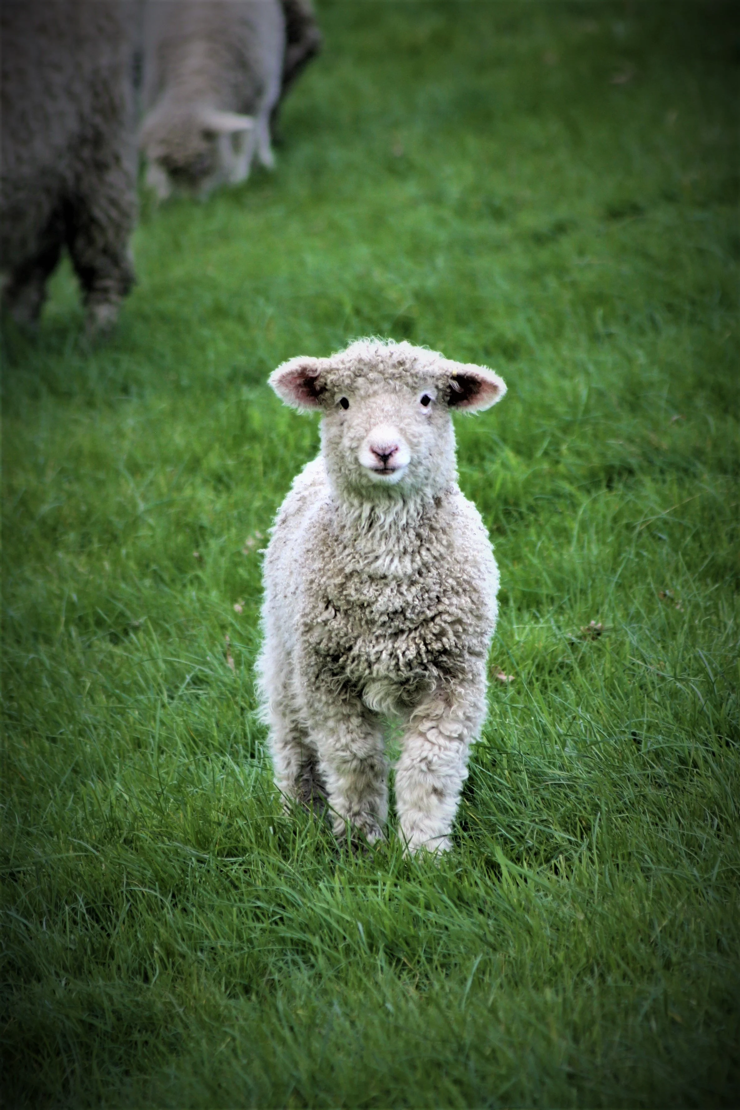 The Farmers Collective — BEEF + LAMB NEW ZEALAND