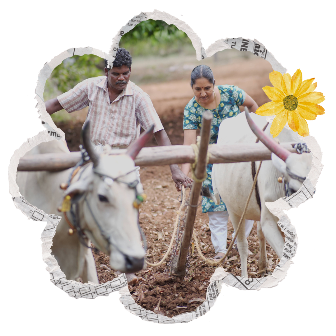 The Great Mango Festival | Hanu Reddy Mango Tourism