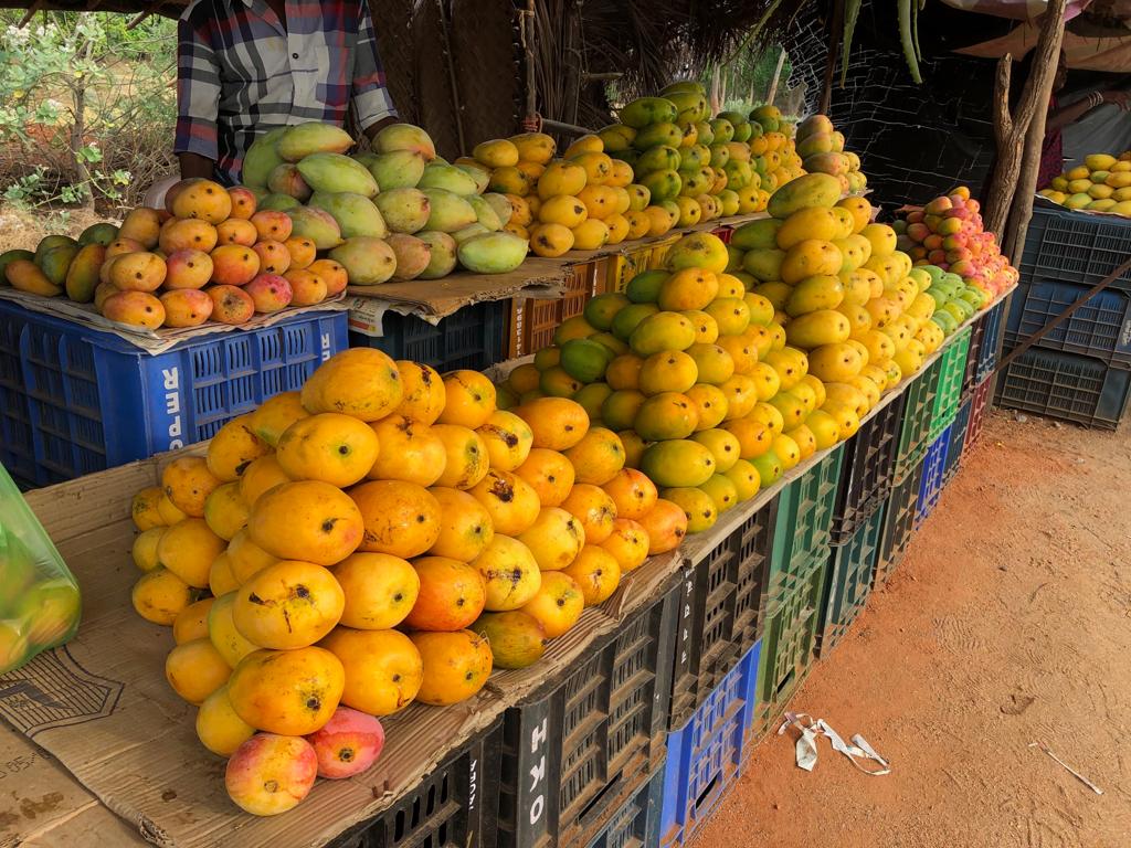 The Great Mango Festival | Hanu Reddy Mango Tourism
