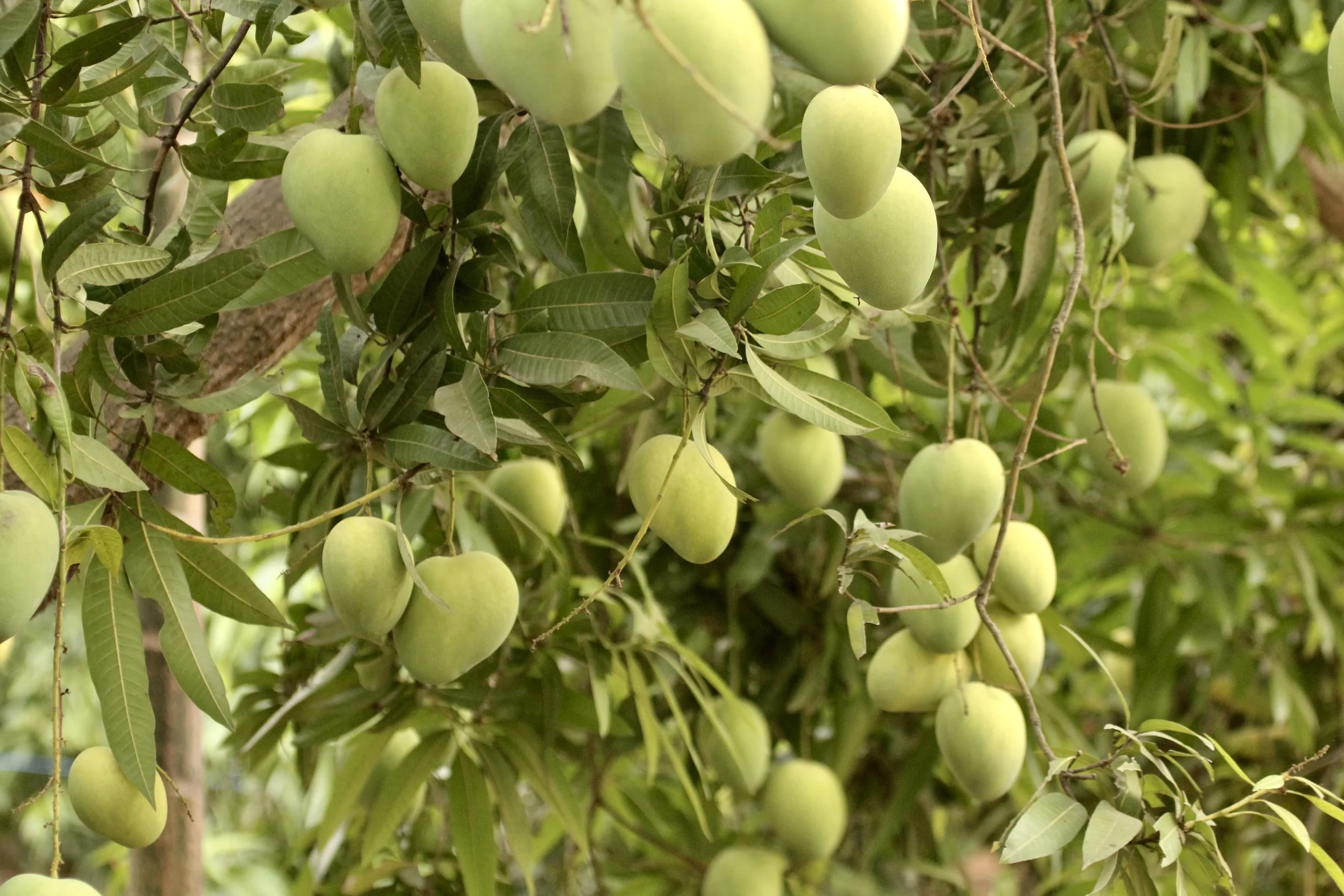 The Great Mango Festival | Hanu Reddy Mango Tourism