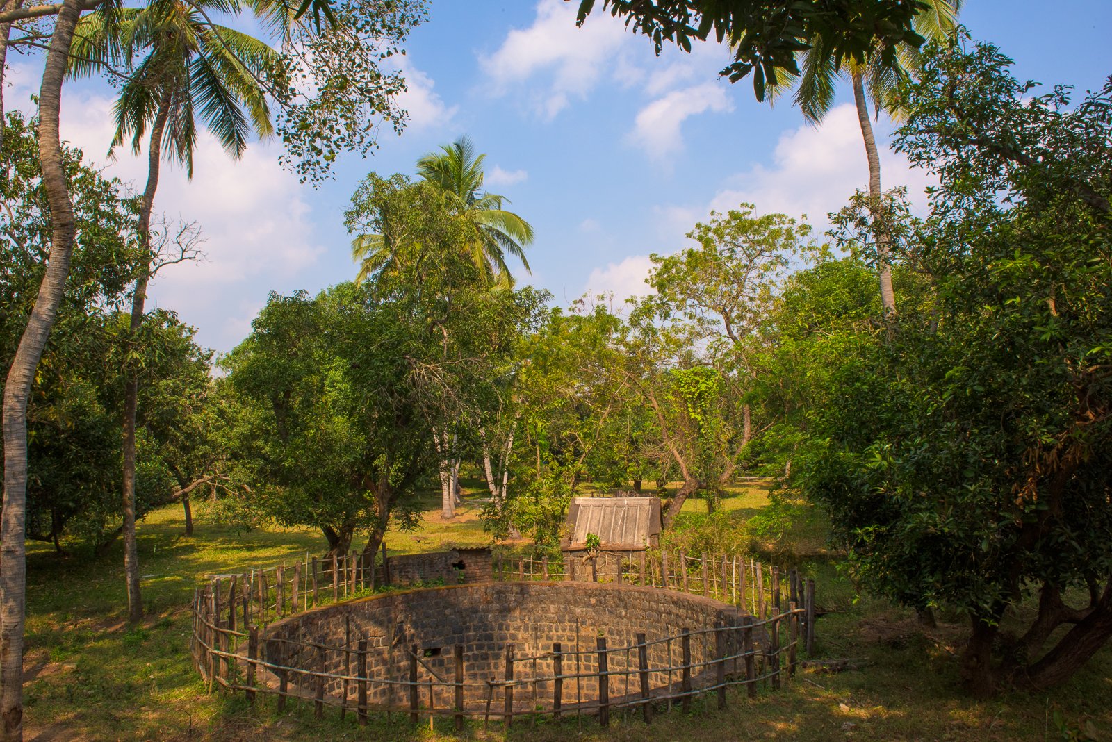 Hanu Reddy Raghava Farms — Hanu Reddy Mango Tourism