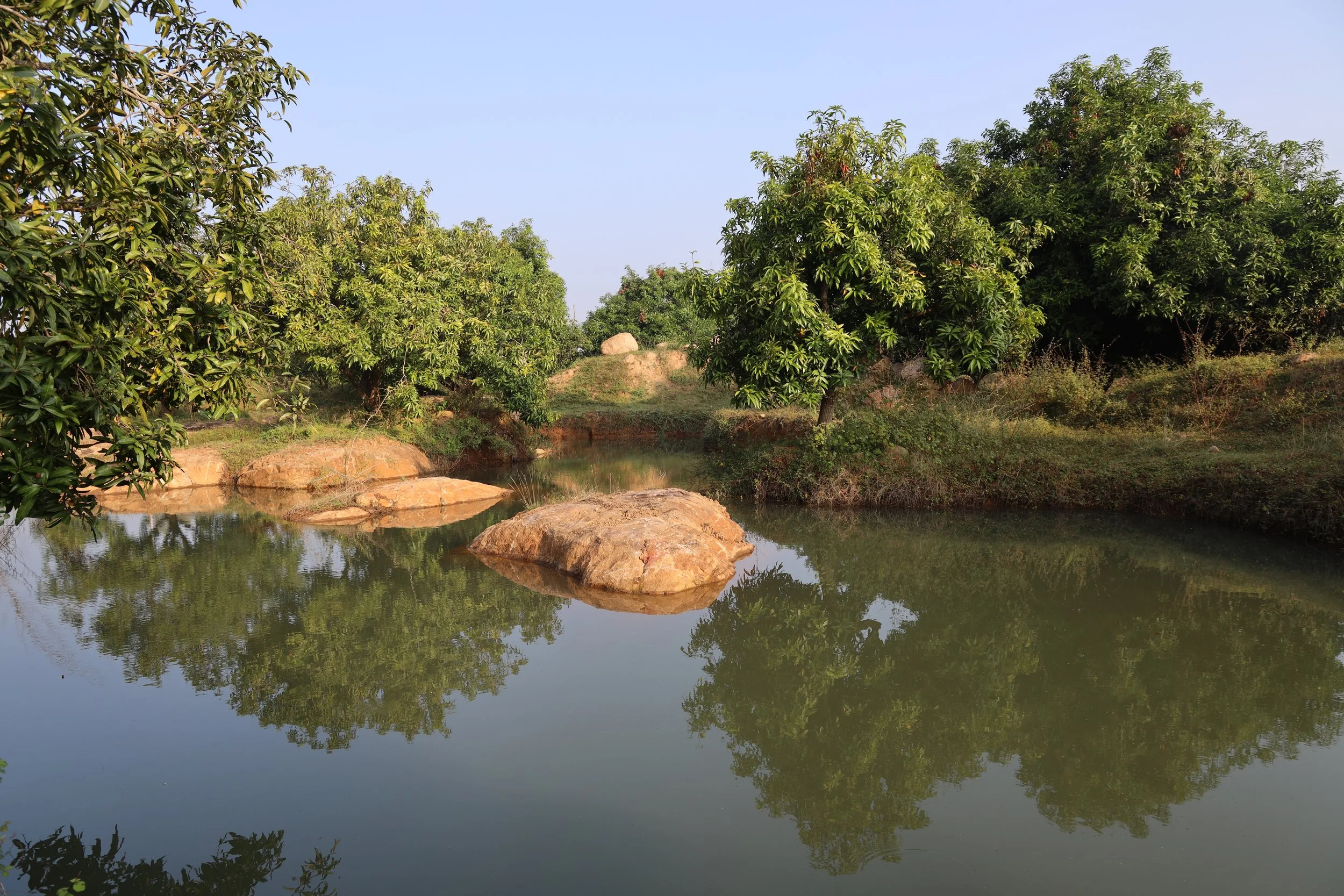 Hanu Reddy Raghava Farms — Hanu Reddy Mango Tourism