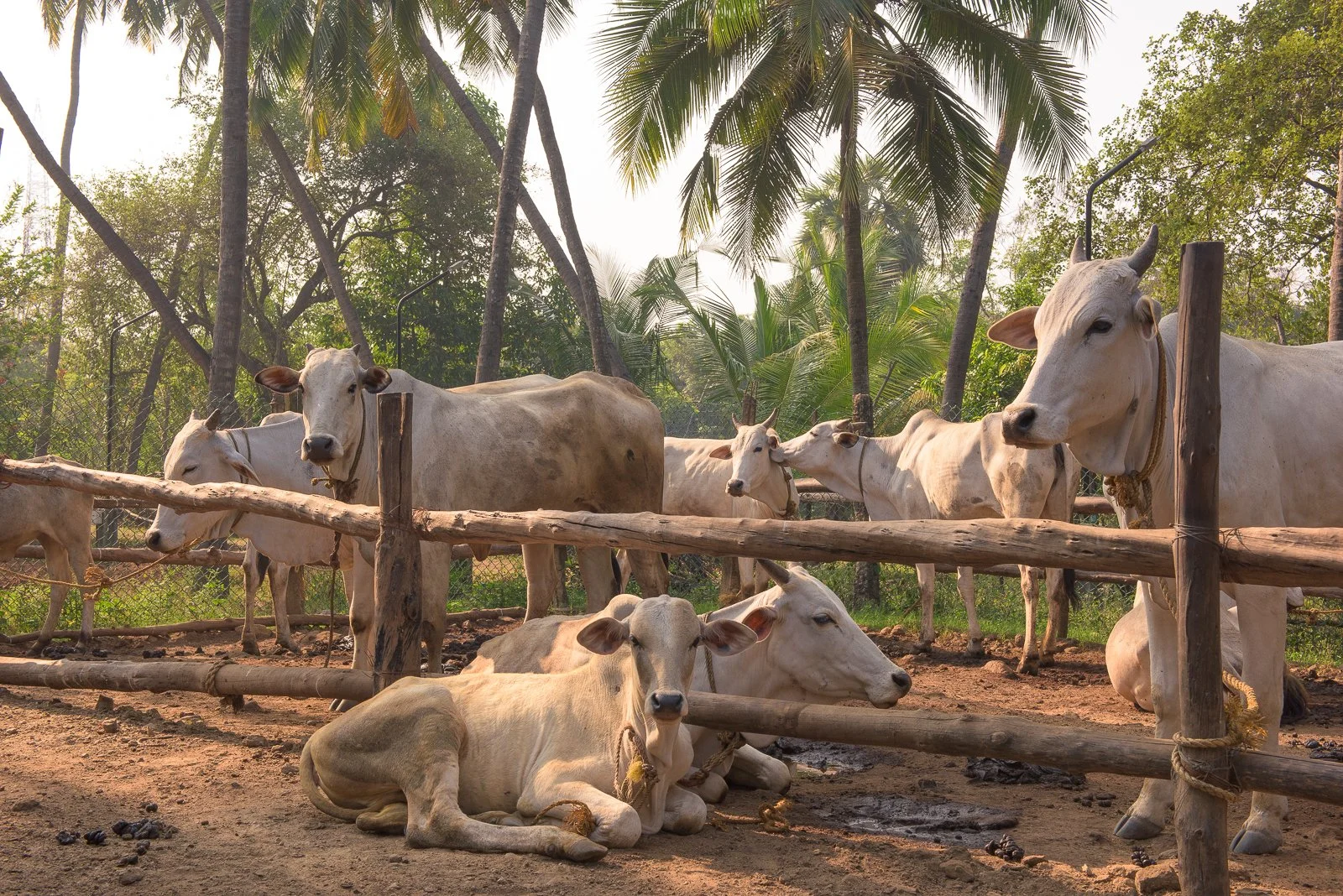 Hanu Reddy Raghava Farms — Hanu Reddy Mango Tourism
