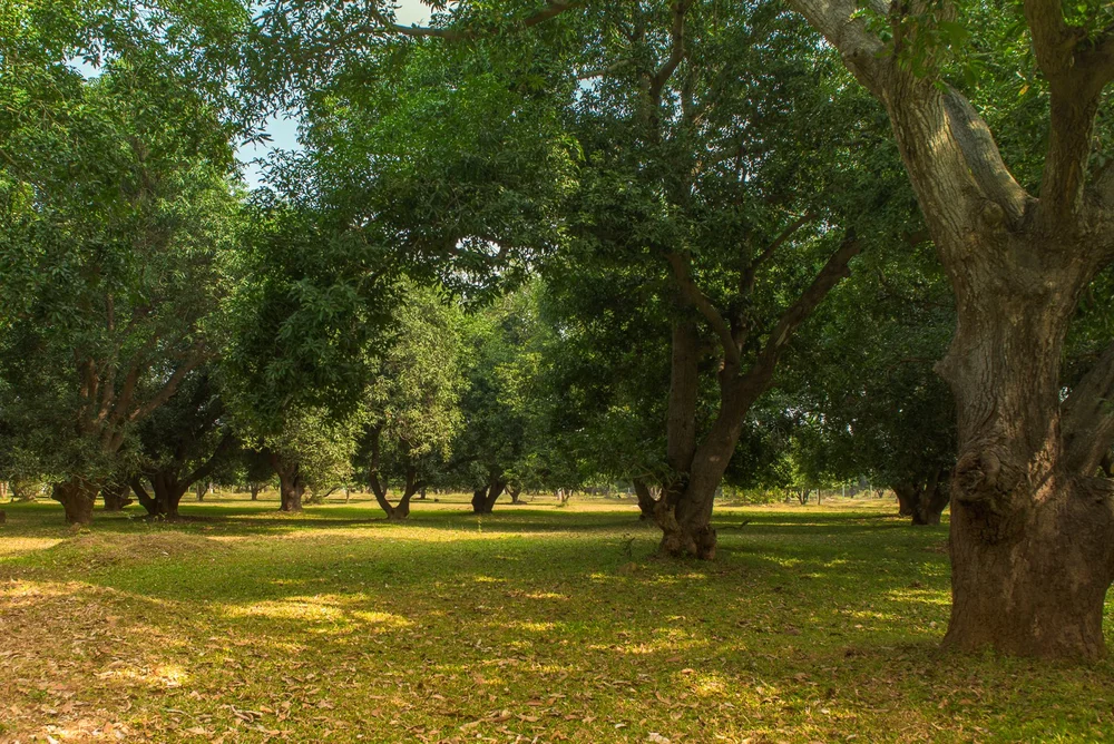 Hanu Reddy Raghava Farms — Hanu Reddy Mango Tourism