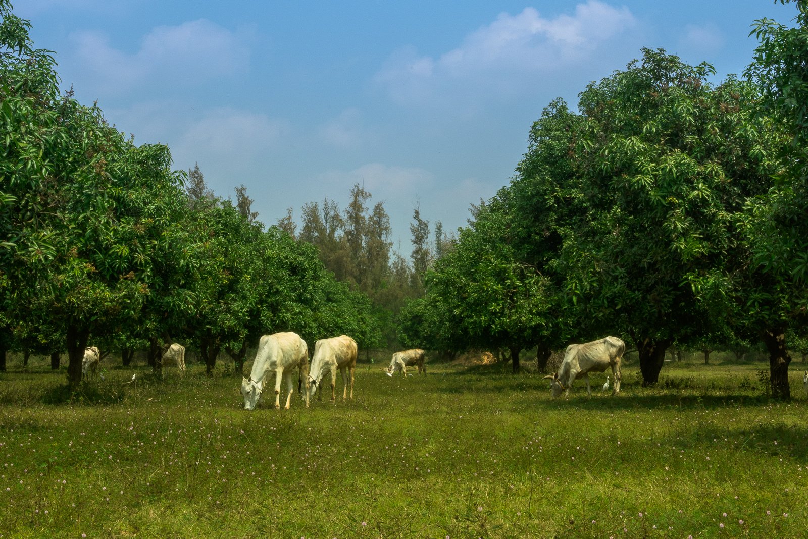 Hanu Reddy Raghava Farms — Hanu Reddy Mango Tourism