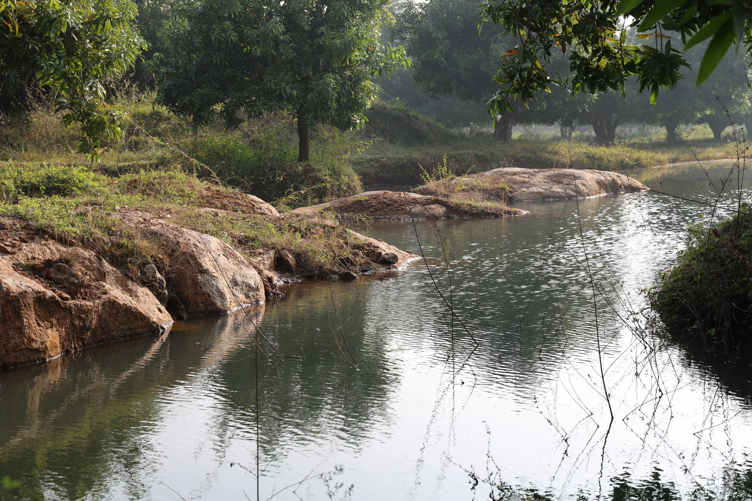 Hanu Reddy Raghava Farms — Hanu Reddy Mango Tourism