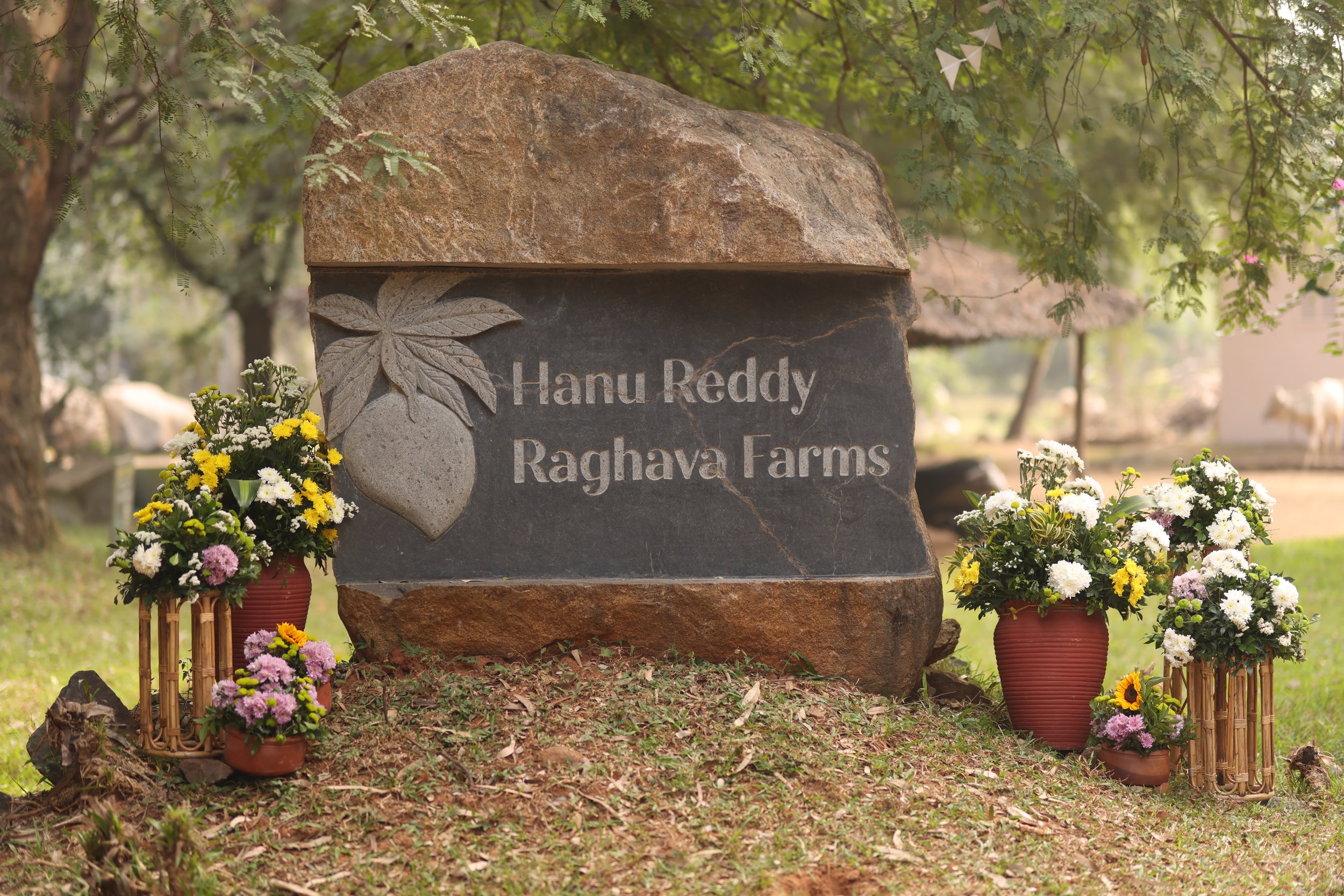 Hanu Reddy Raghava Farms — Hanu Reddy Mango Tourism