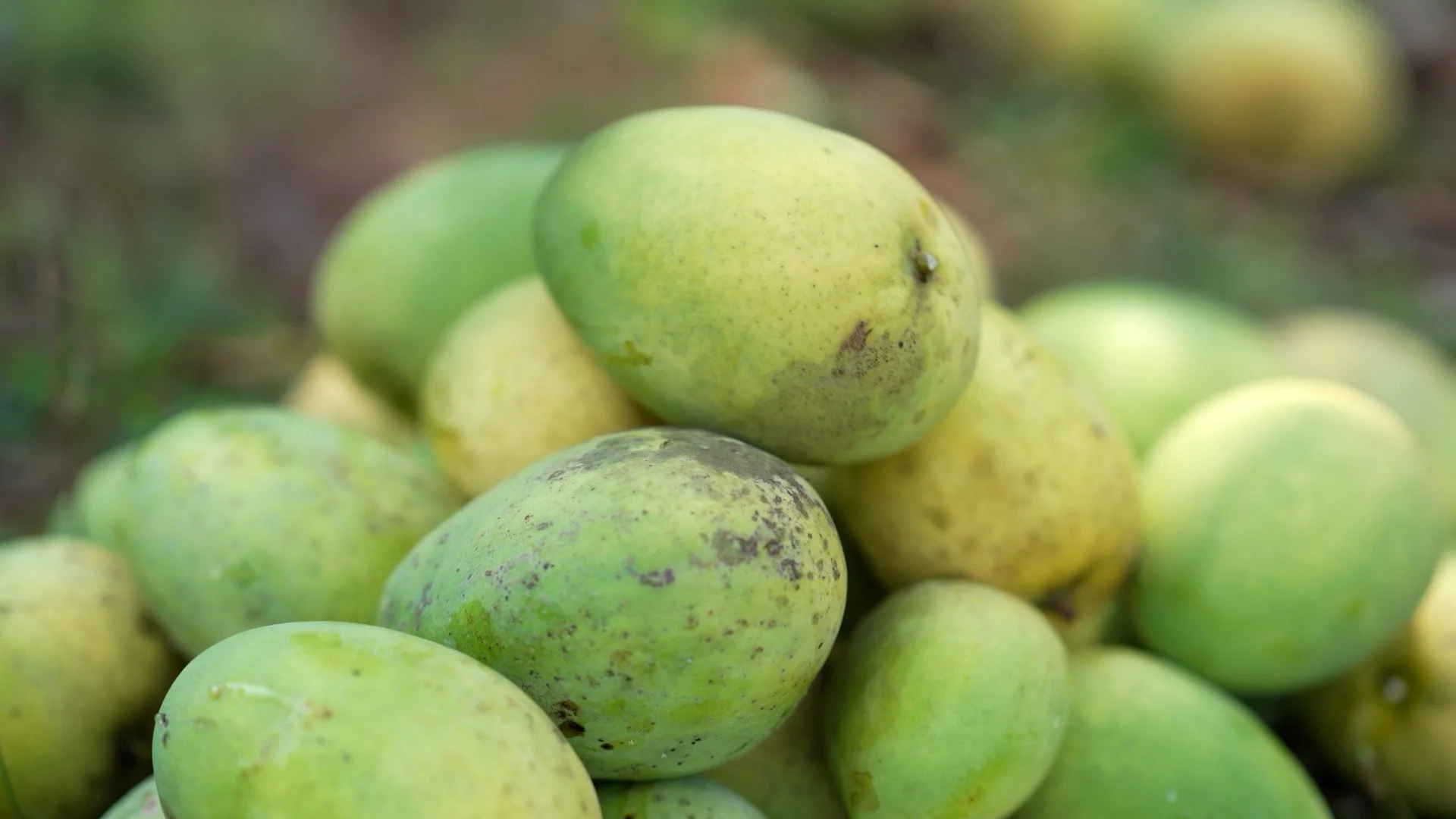 Farmers — Hanu Reddy Mango Tourism