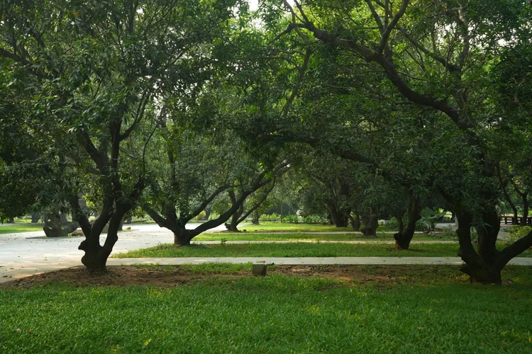 The Farm — Hanu Reddy Mango Tourism