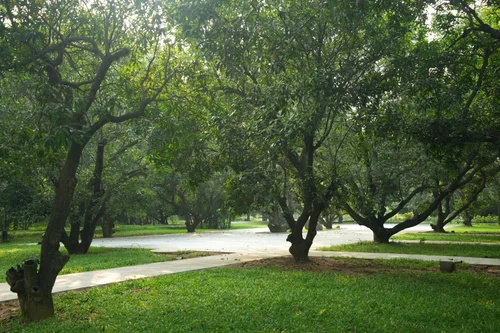 The Farm — Hanu Reddy Mango Tourism