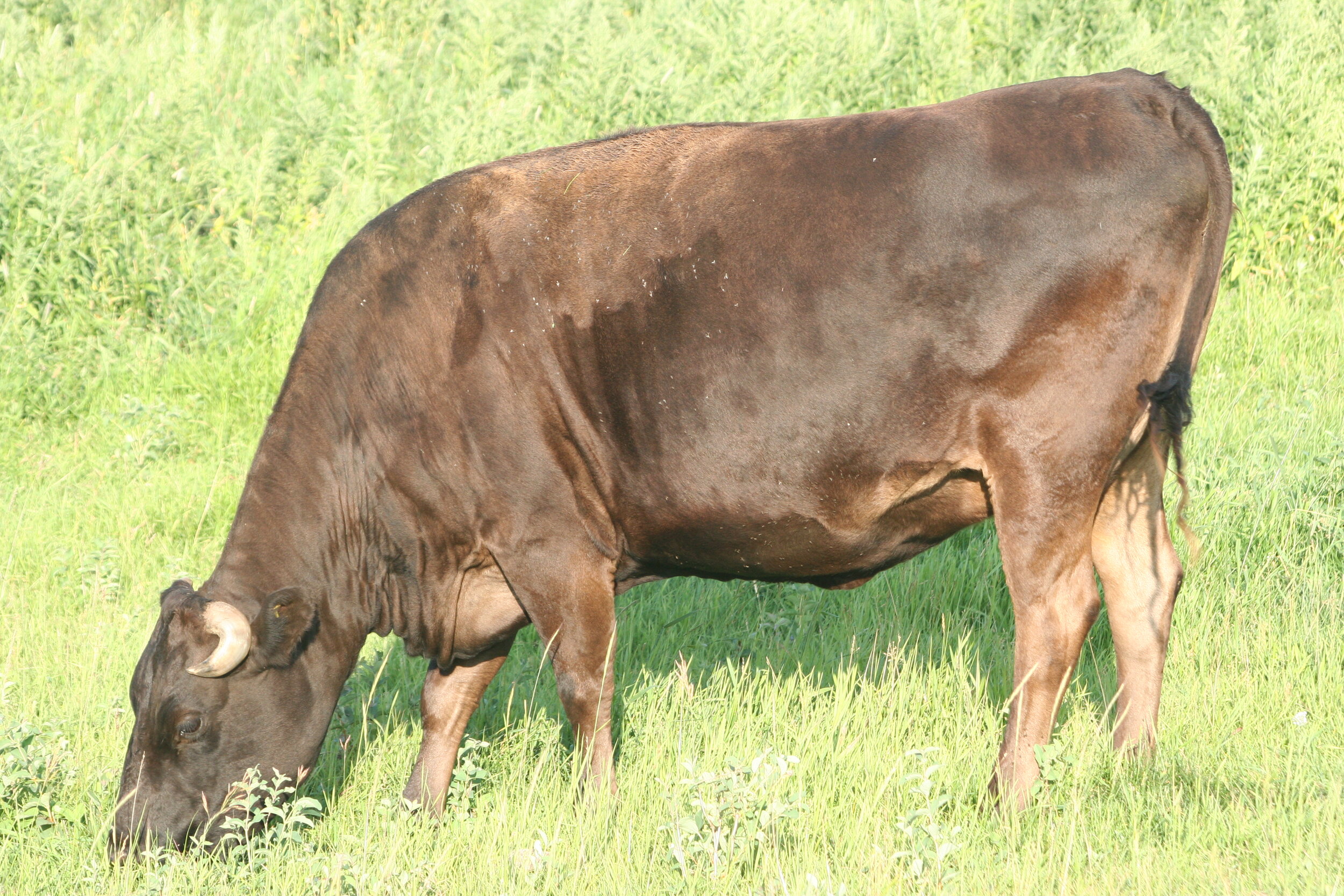 HF Wagyu Females — herron farms