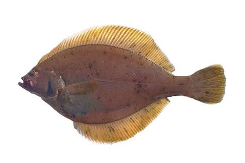 Superfood Sole — fishermen's finest