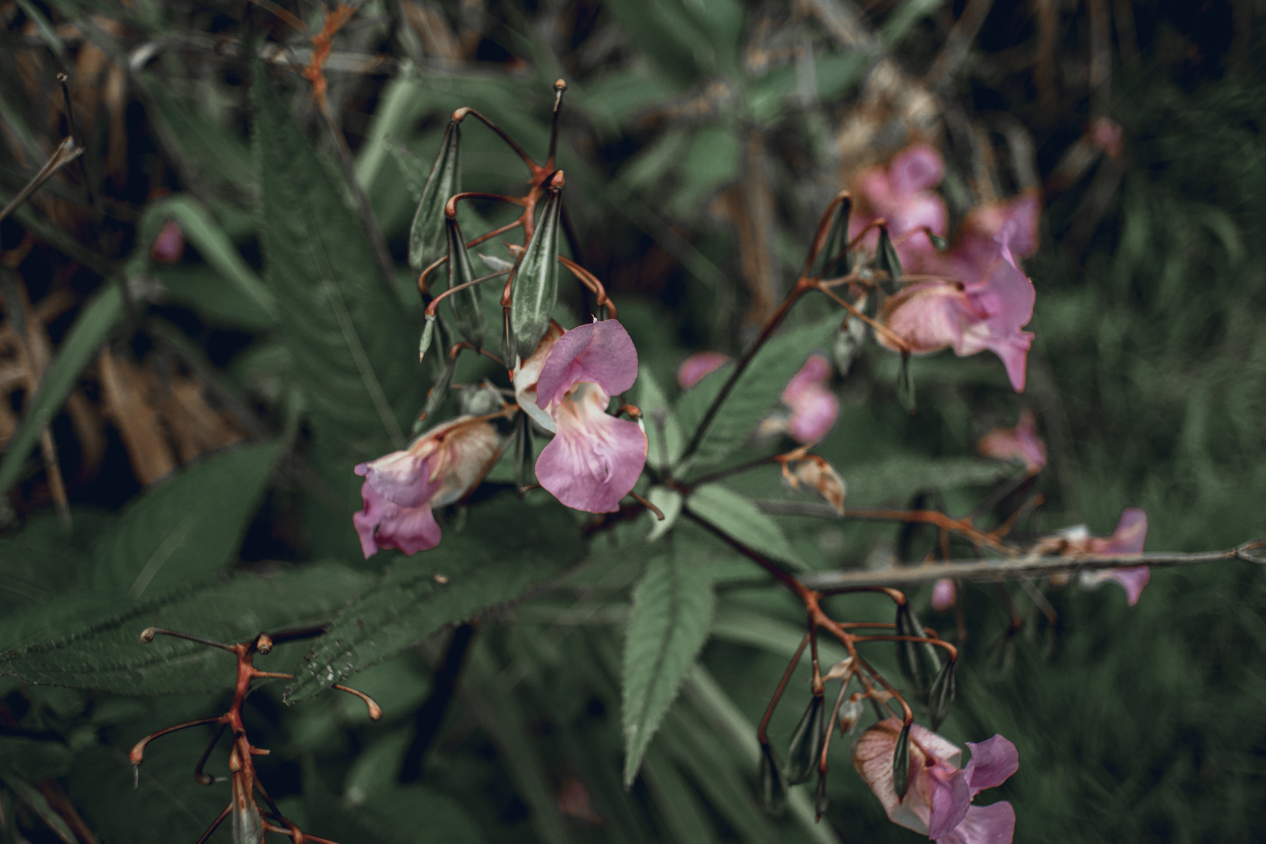 Adapting Pentax 110 lenses to Micro Four Thirds — Micro Four Nerds