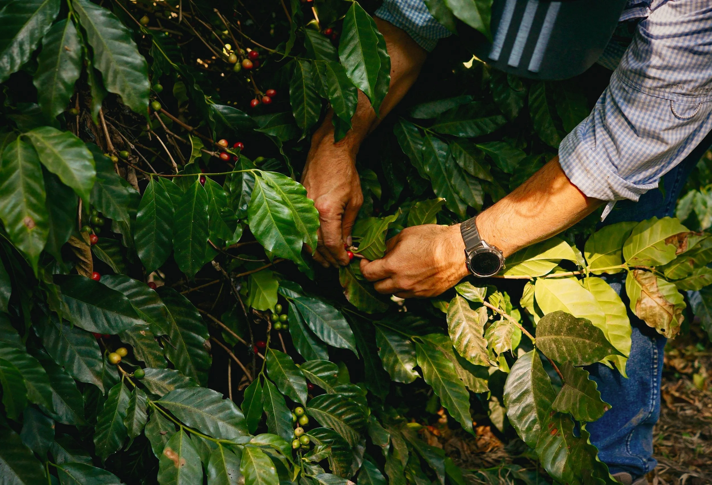 Lone Pine Coffee Roasters