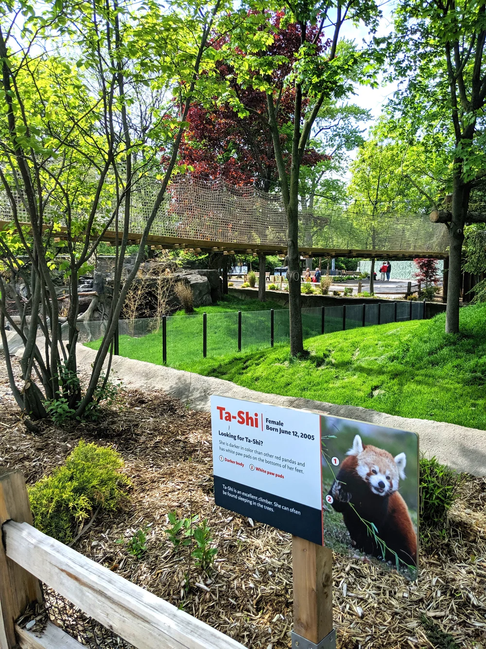 Red Pandas — Colorbox Industries