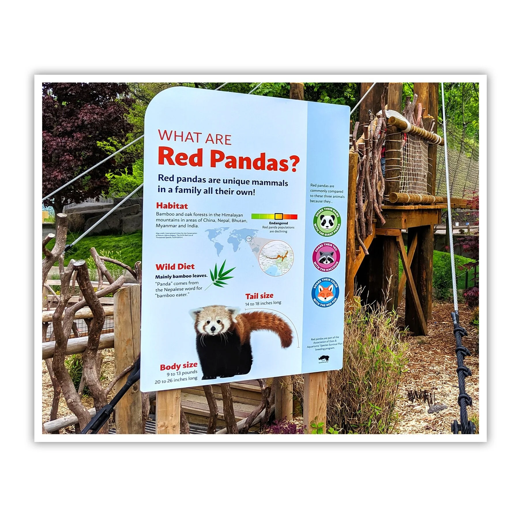 Red Pandas — Colorbox Industries