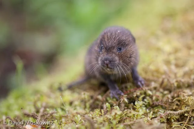 Olympic National Park — Blog — David Moskowitz Wildlife Tracking and ...
